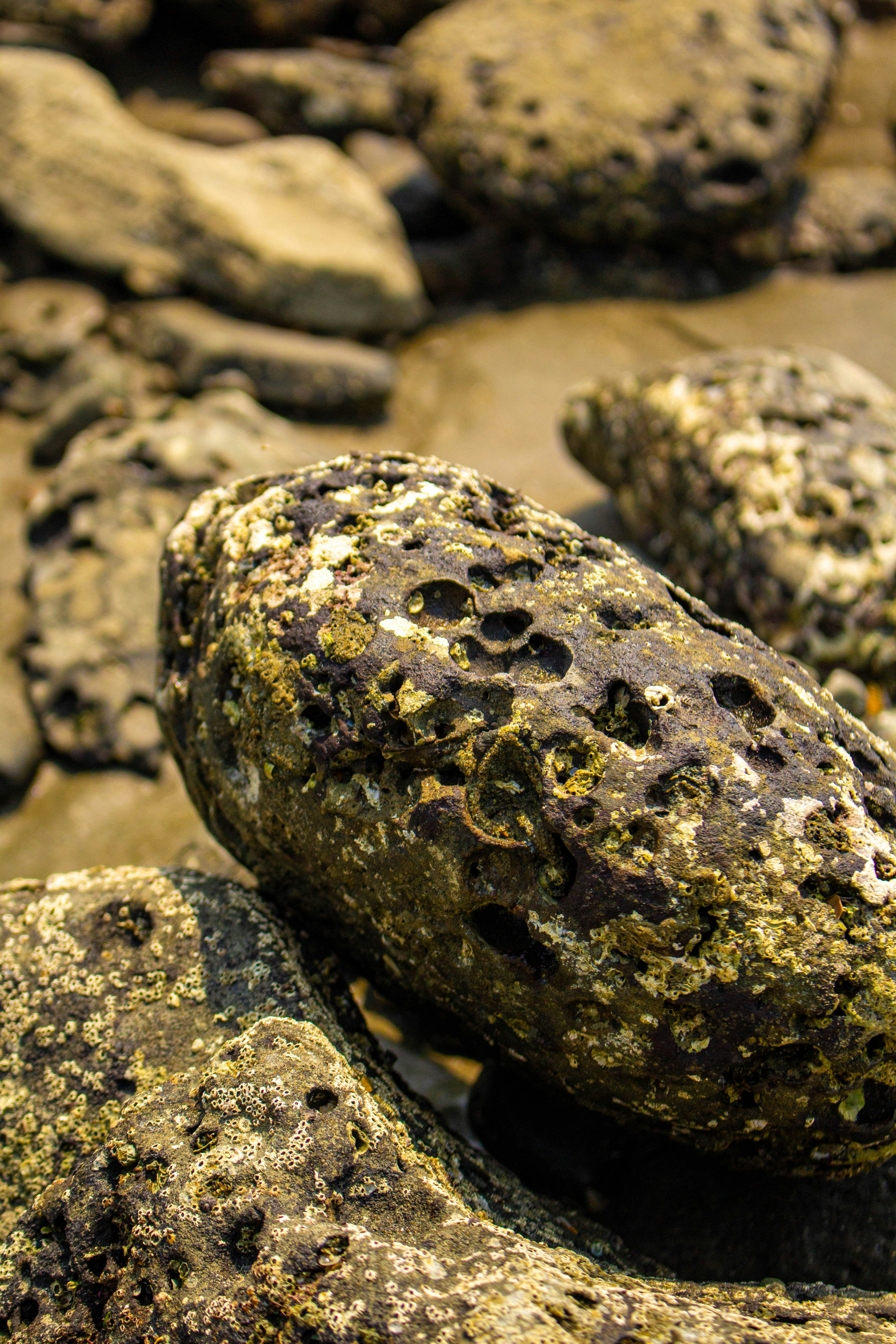 Close-up of porous rocks on a beach.
