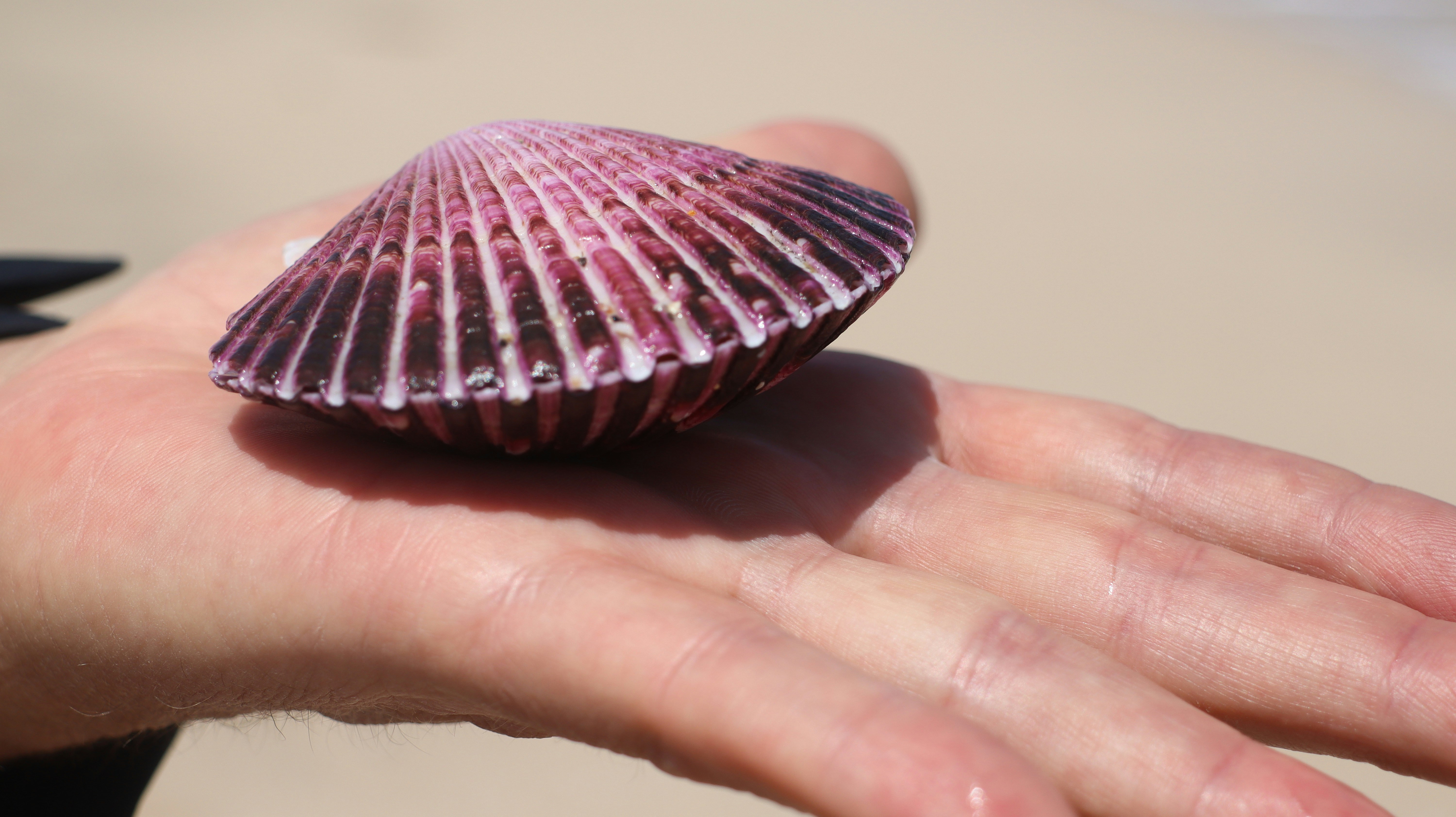 Crimson Ribbed Seashell Resting on a Sunlit Palm