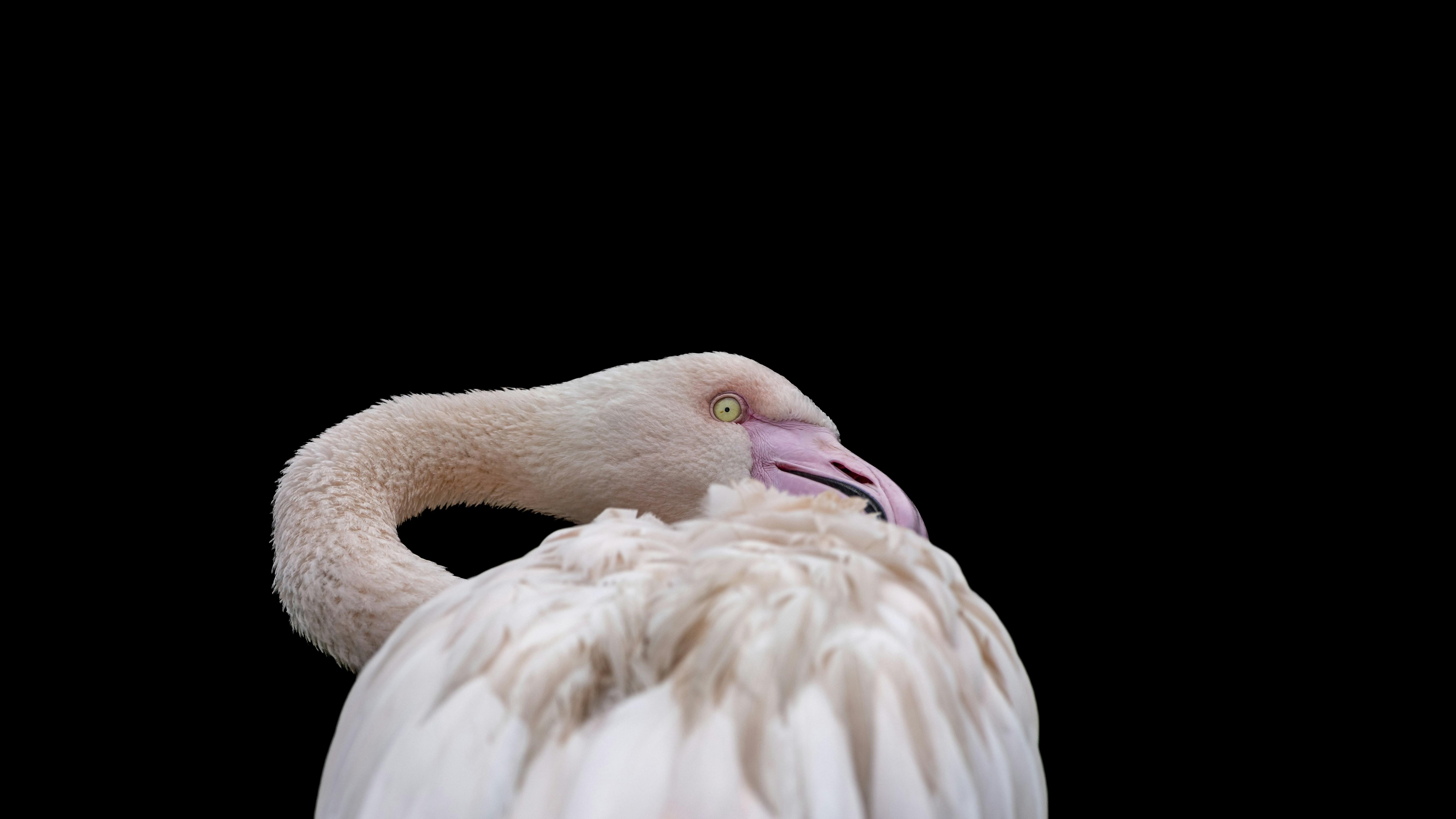 Elegance in Isolation: The Flamingo's Gaze