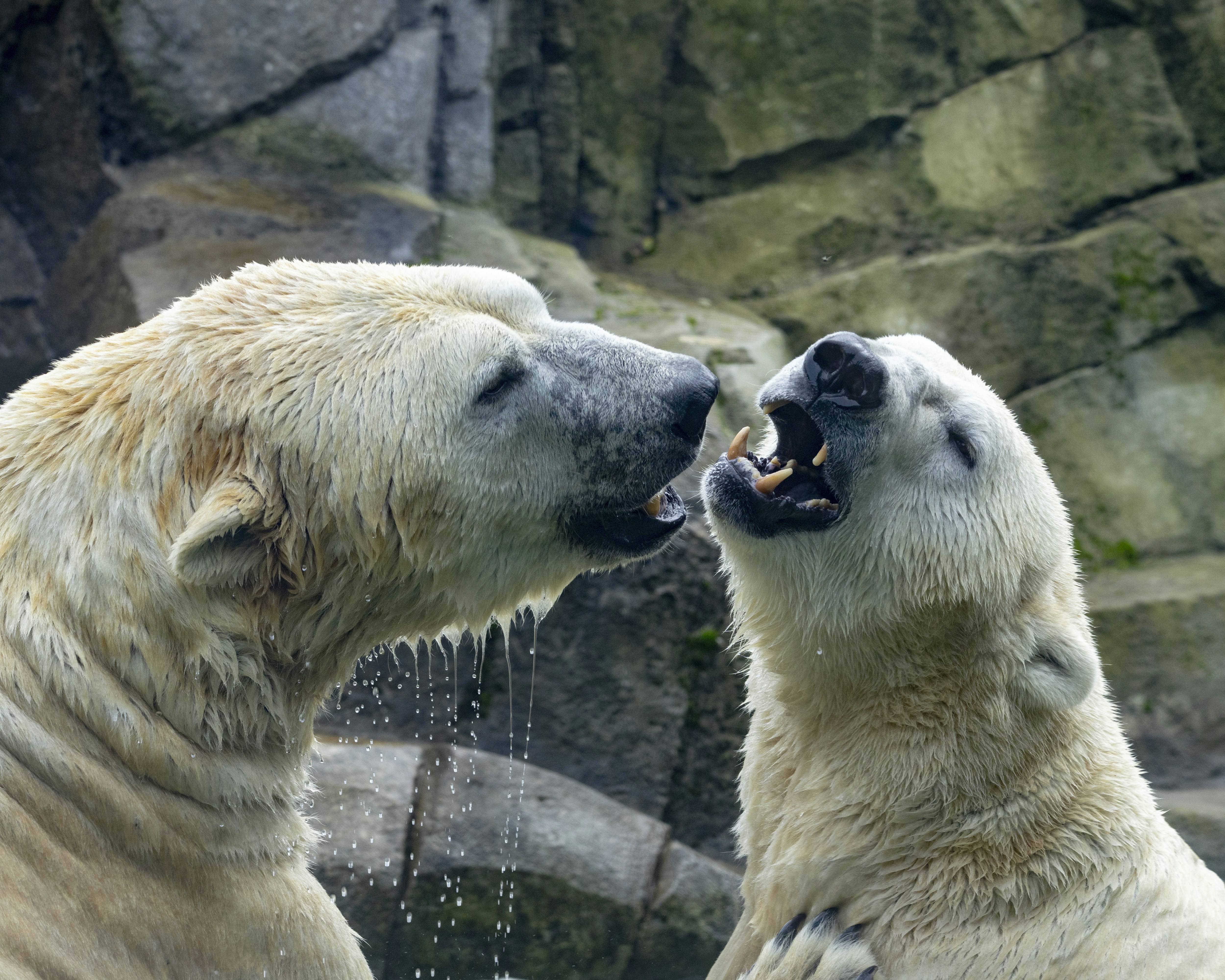 Rocky Encounter: Two Polar Bears Exchange a Vocal Moment