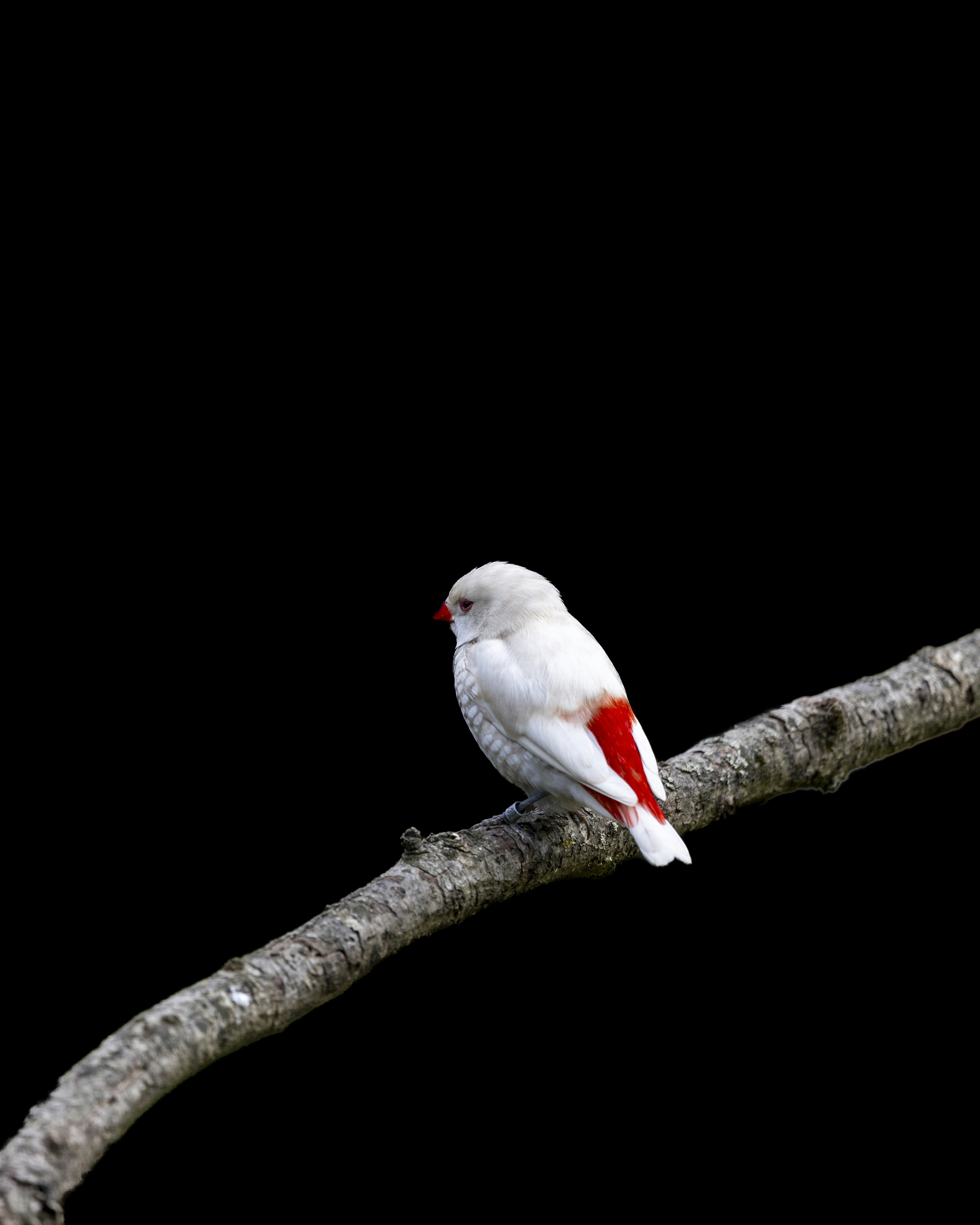 A Splash of Crimson on a Winter's Branch