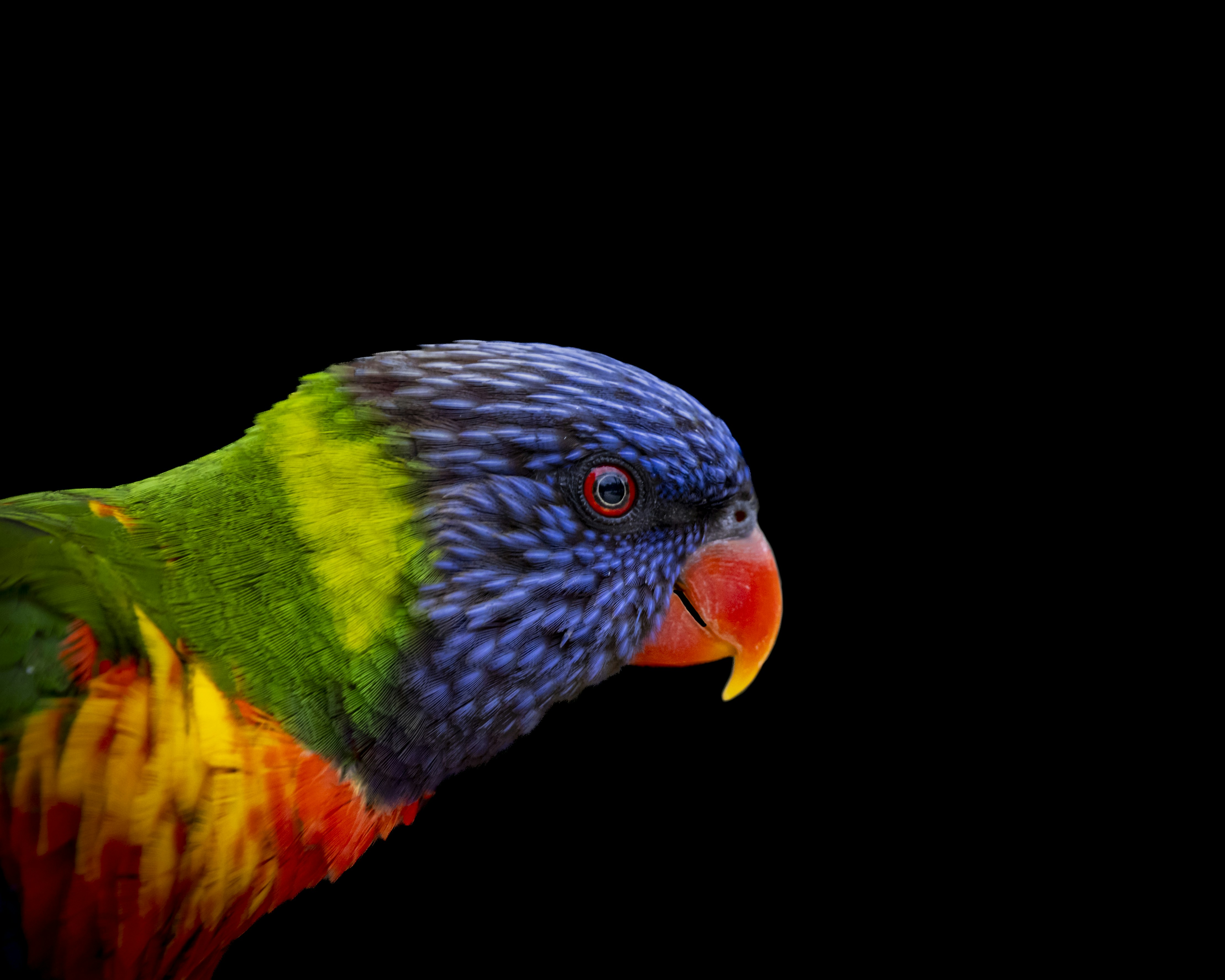 Color Burst Portrait: Close-Up of a Rainbow Lorikeet Against Deep Black