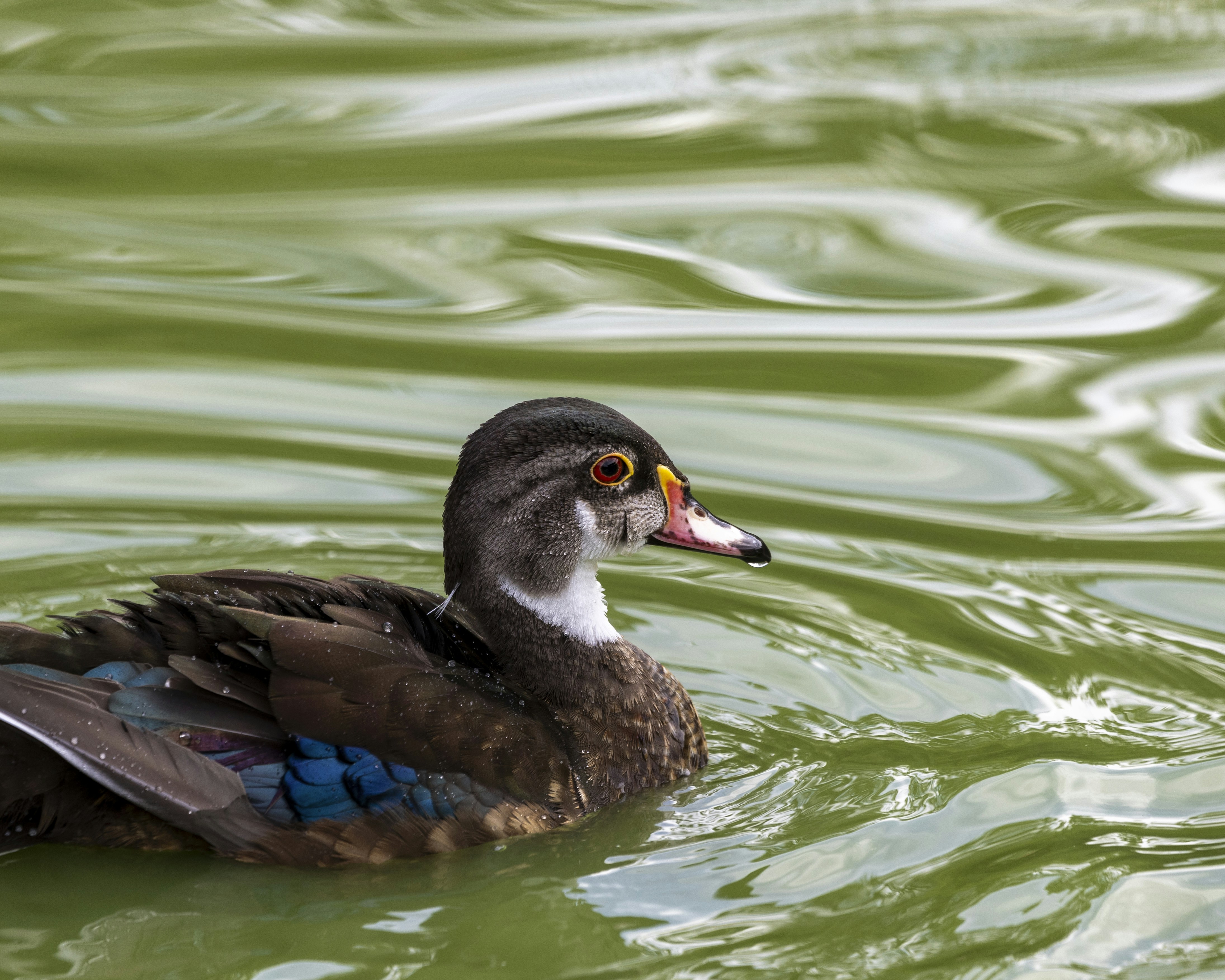 Emerald Ripple: A Mandarin Duck Gliding Through Quiet Green