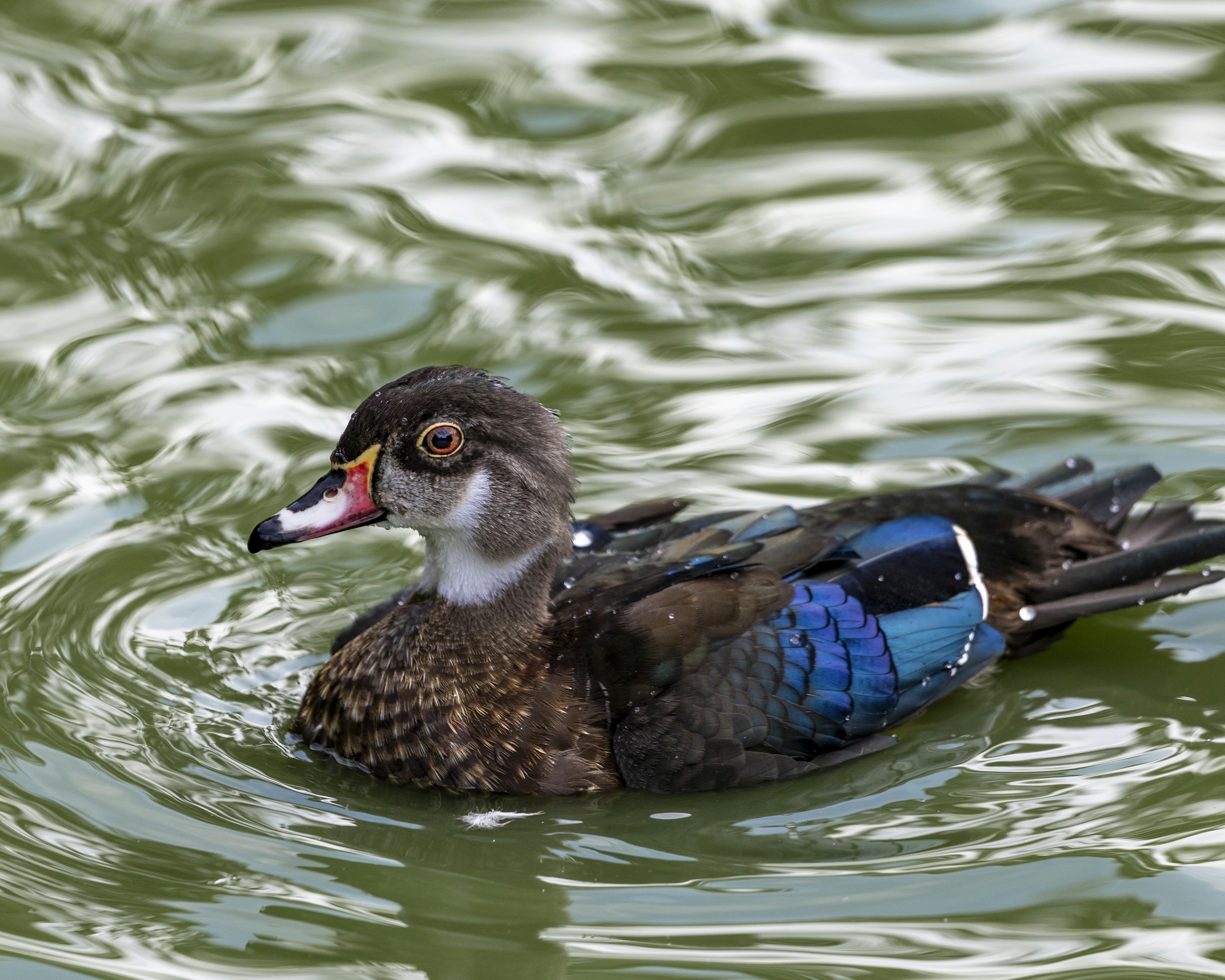 Serenity on Water: The Colorful Wood Duck