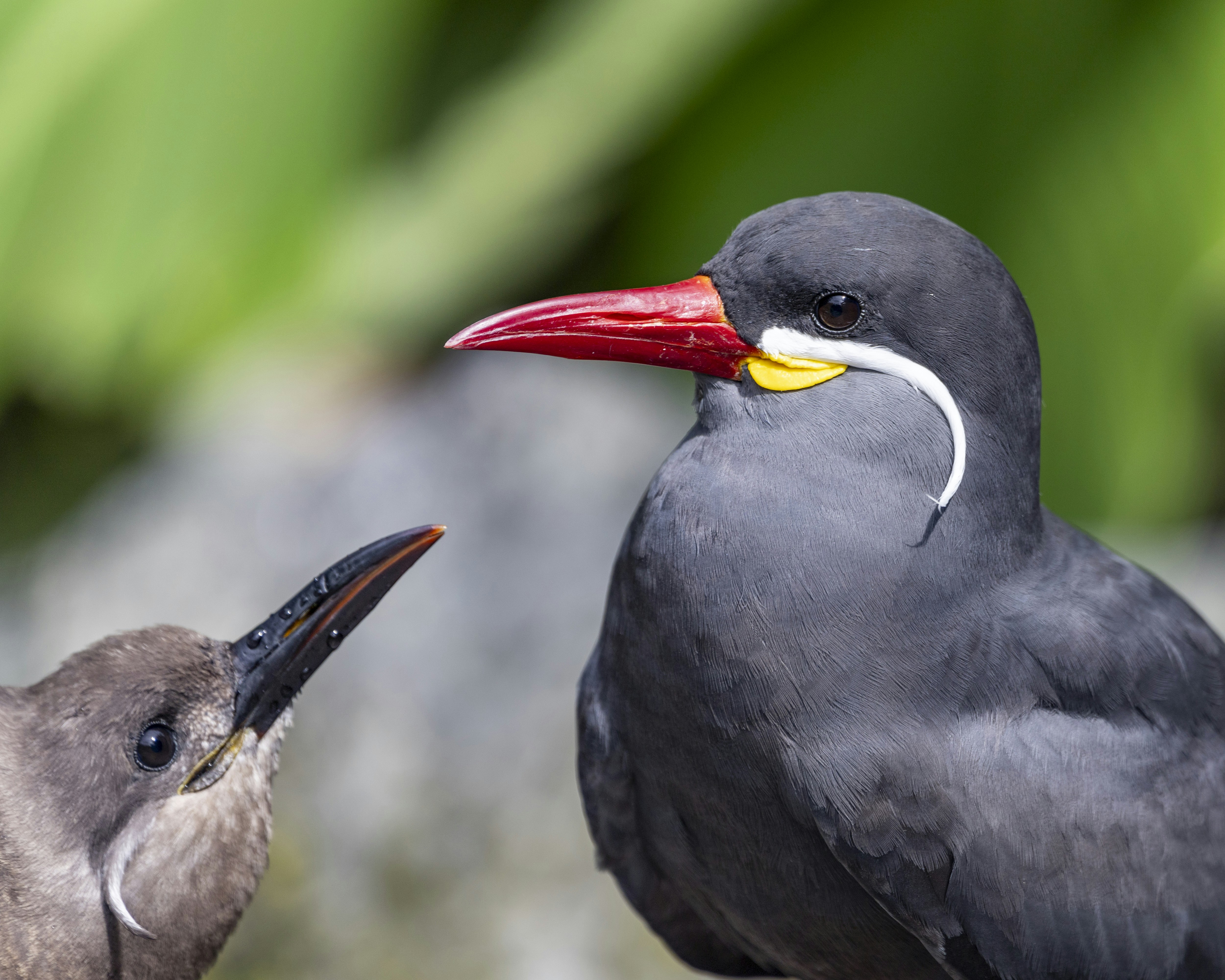 Crimson Beak Confrontation: A Finch and a Heel-Touching Gaze