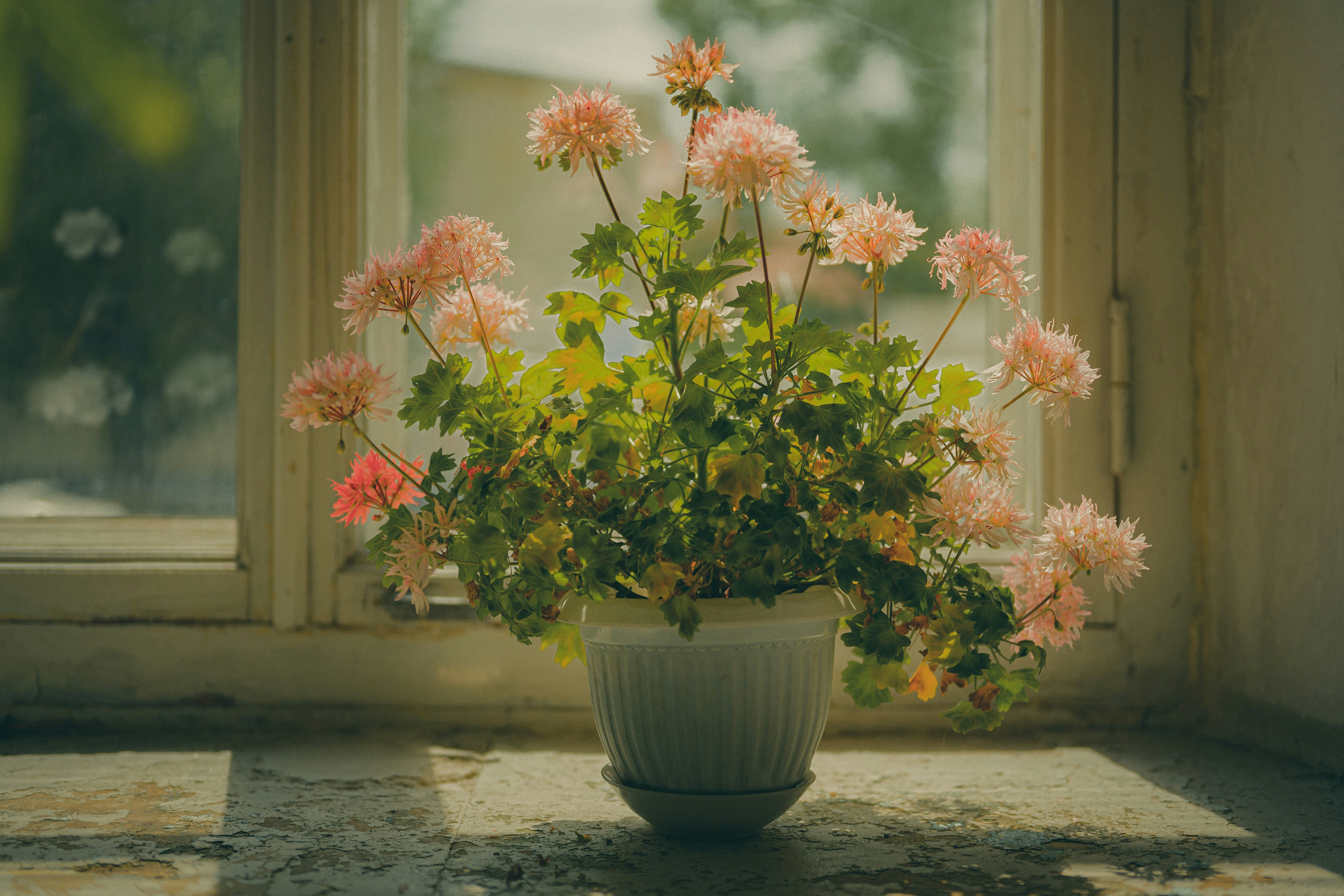 Soft Windowsill Bouquet: Pink Geraniums in Morning Light