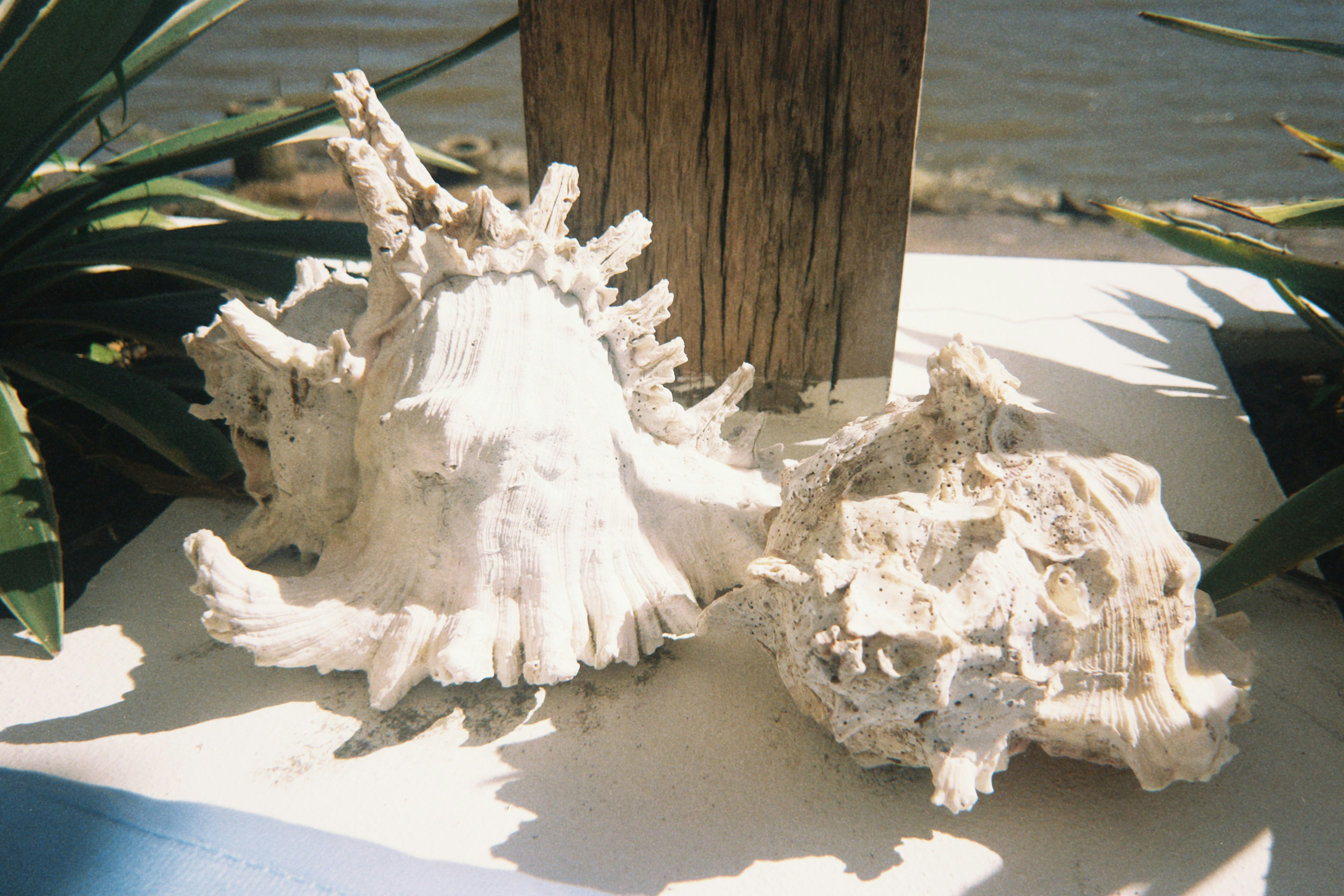 Nature's Sculpted Treasures