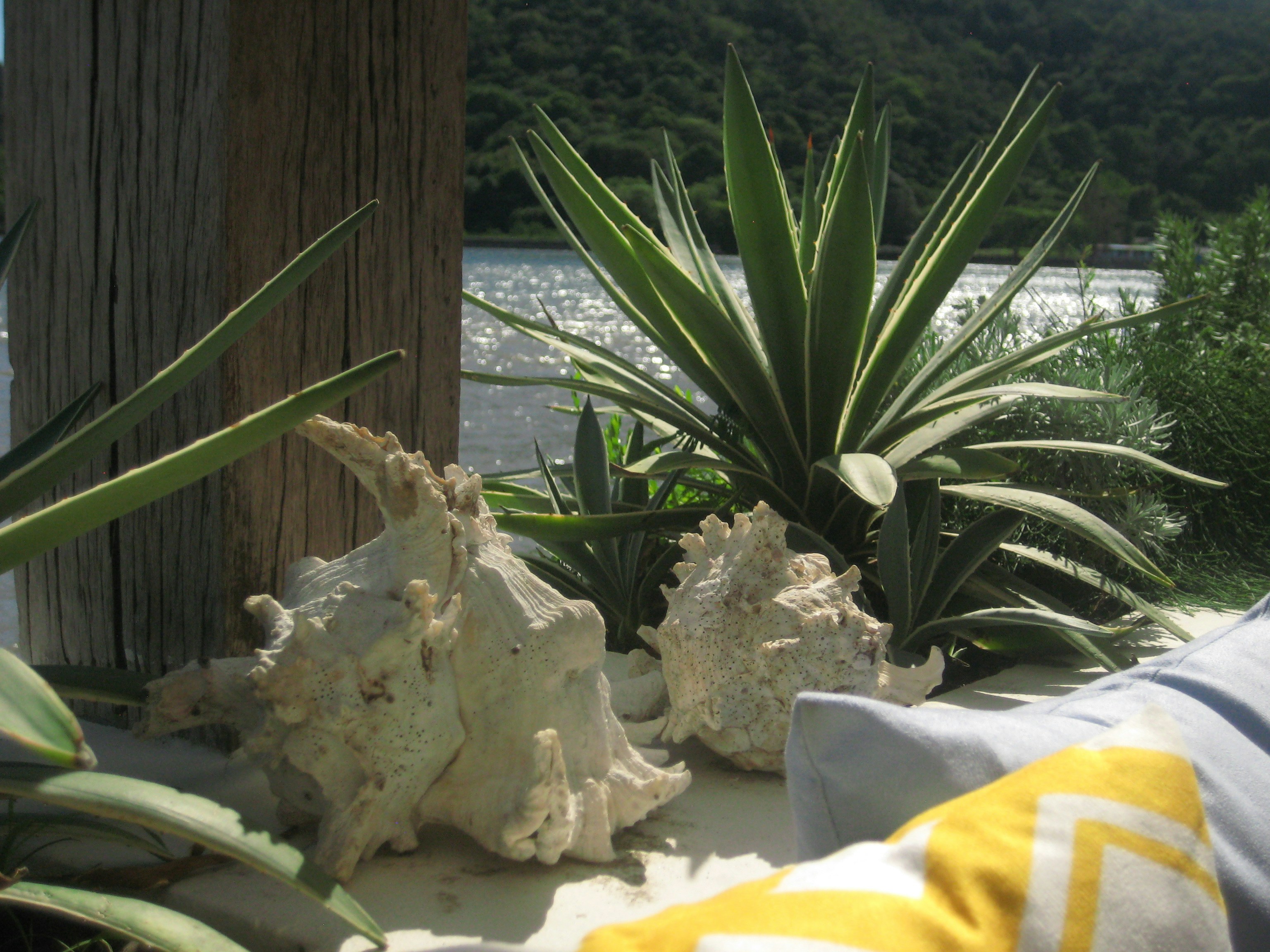 Two conch shells nestled among lush greenery and decorative cushions, with shimmering water in the background. A tranquil coastal scene.