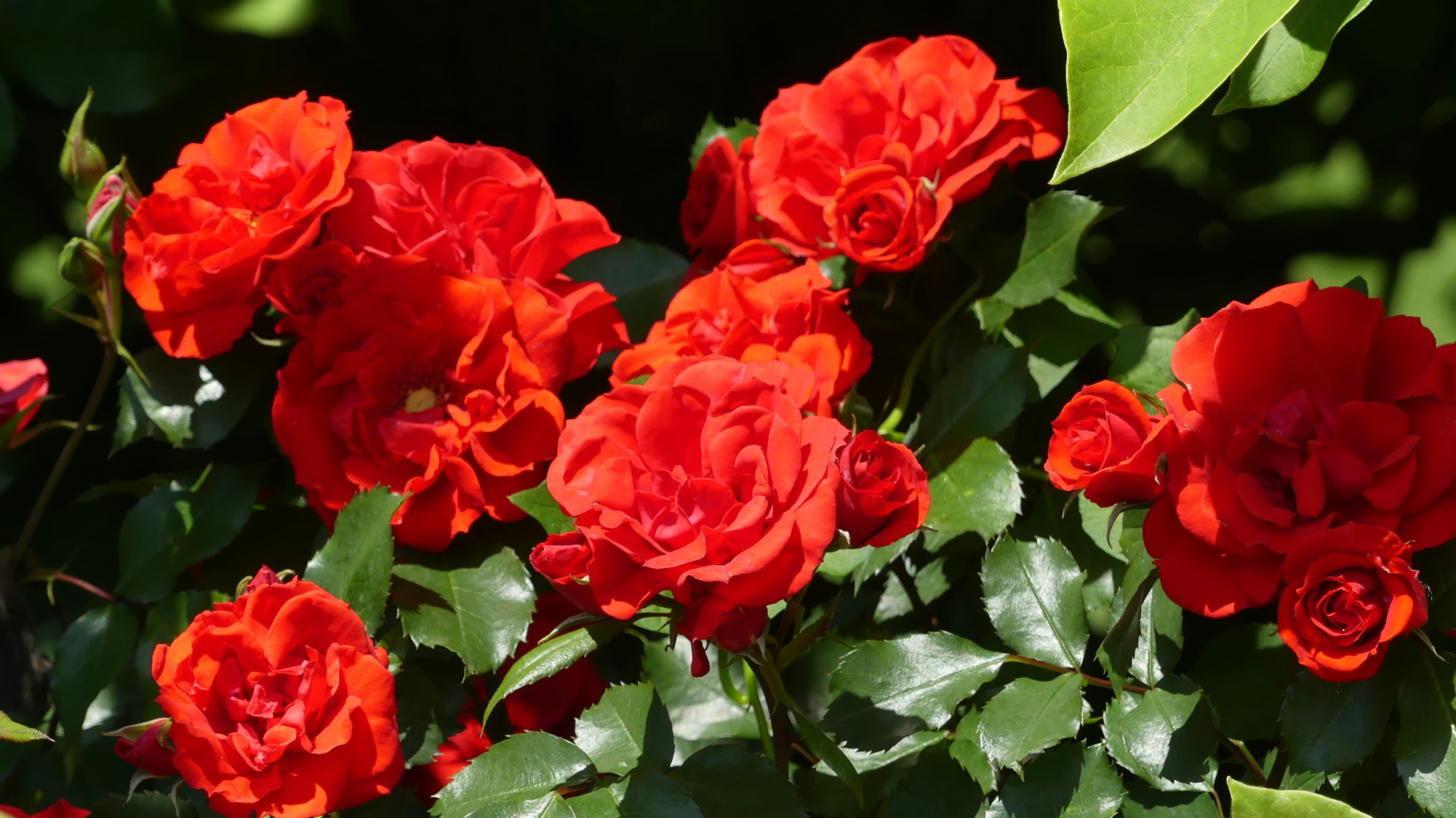 Red roses bloom beautifully in the sunlight. photo – Free Blume Image ...