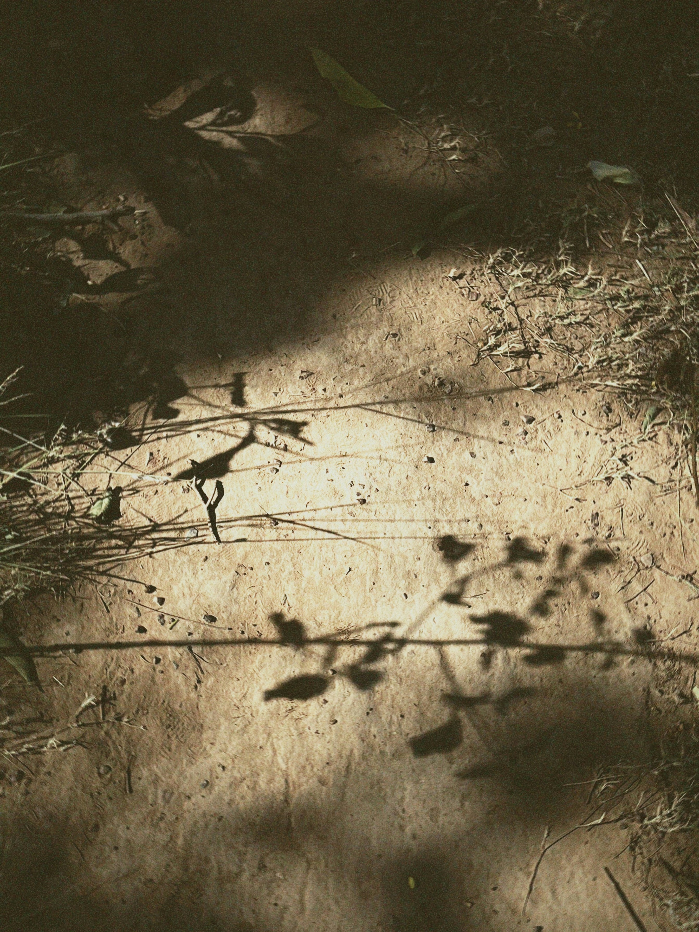 Whispers of Nature: Shadows on the Path