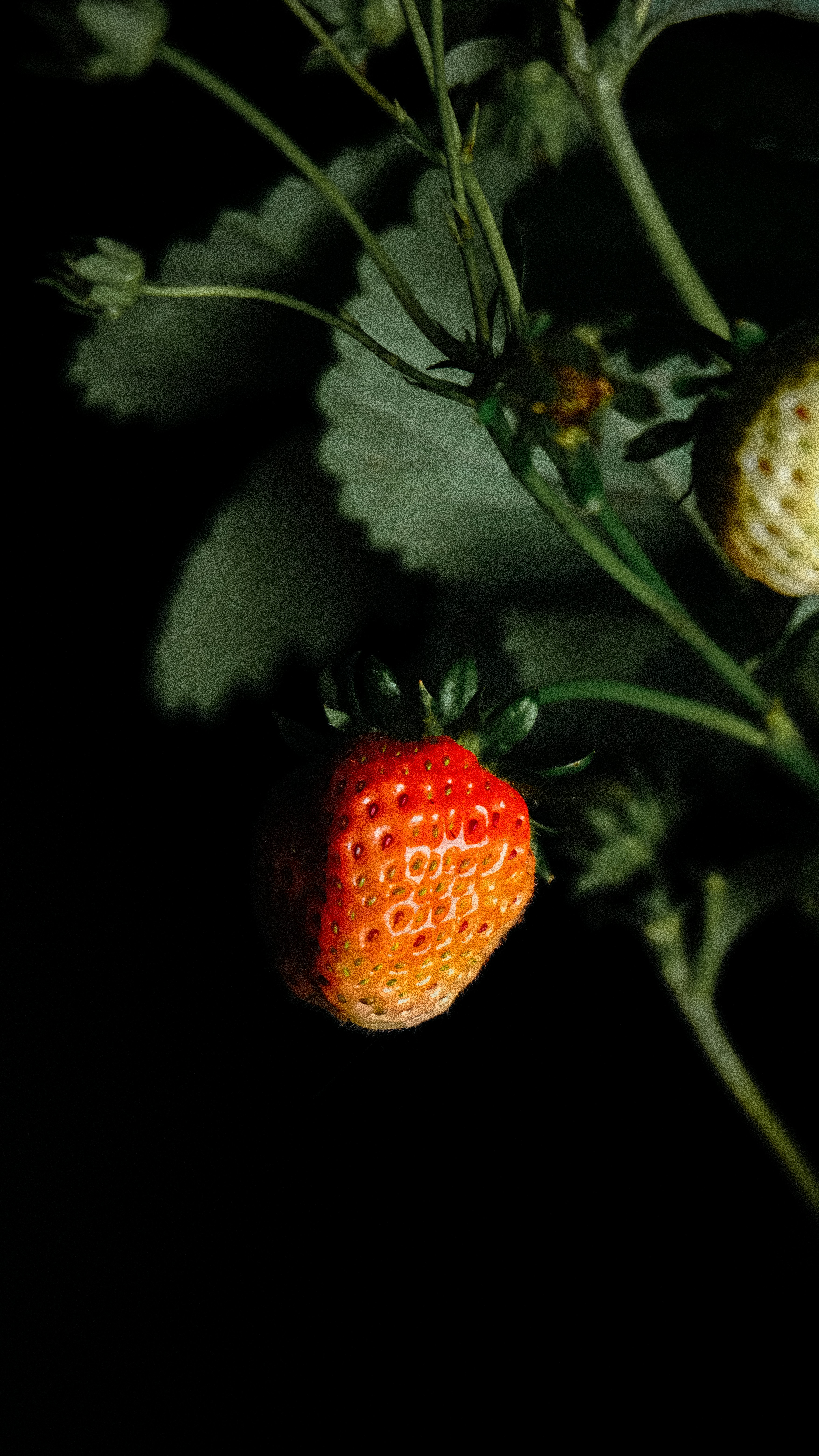 Ripening Delight: The Journey of a Strawberry