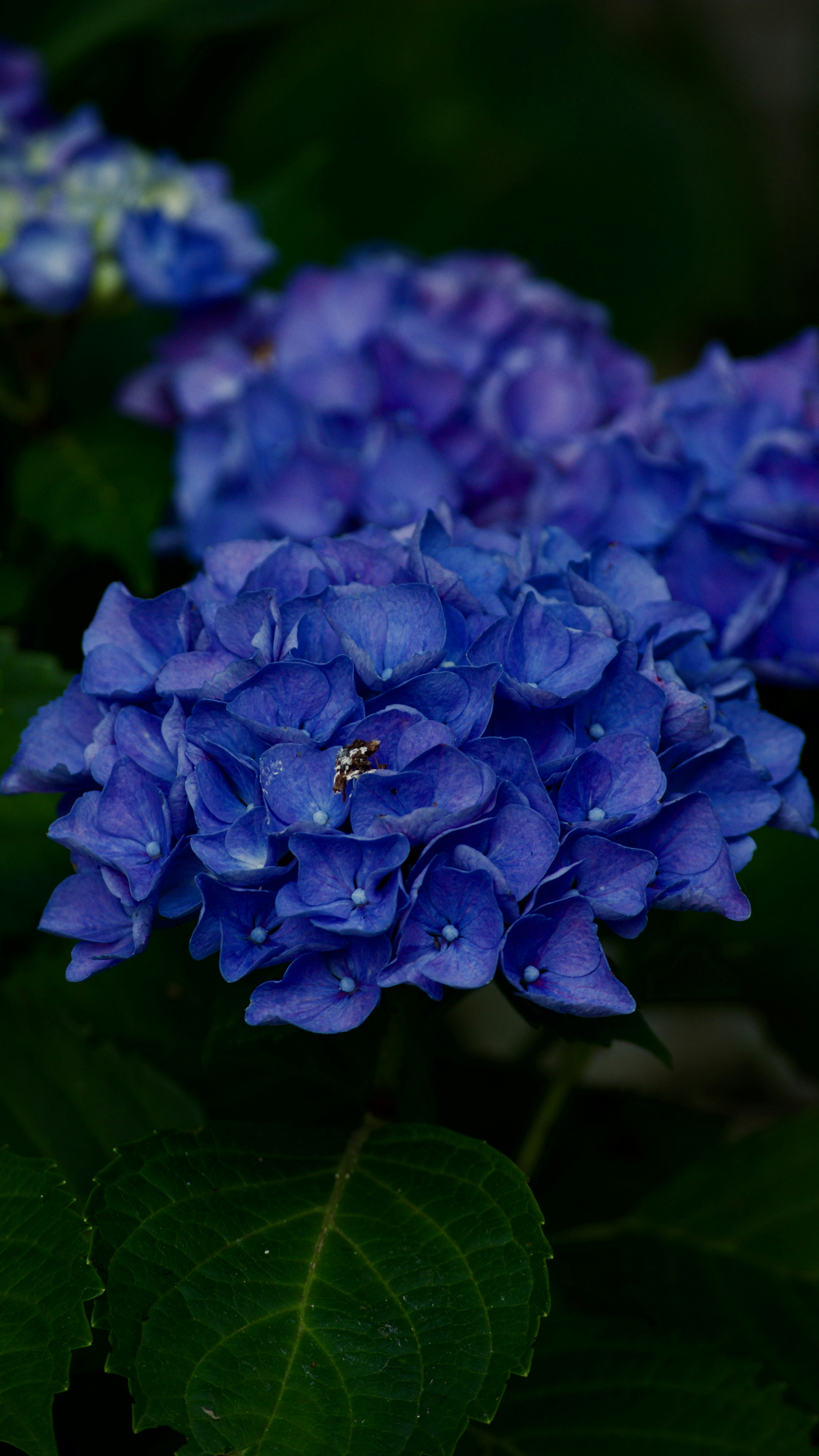 Beautiful blue hydrangeas in full bloom. photo – Free Wallpaper Image ...