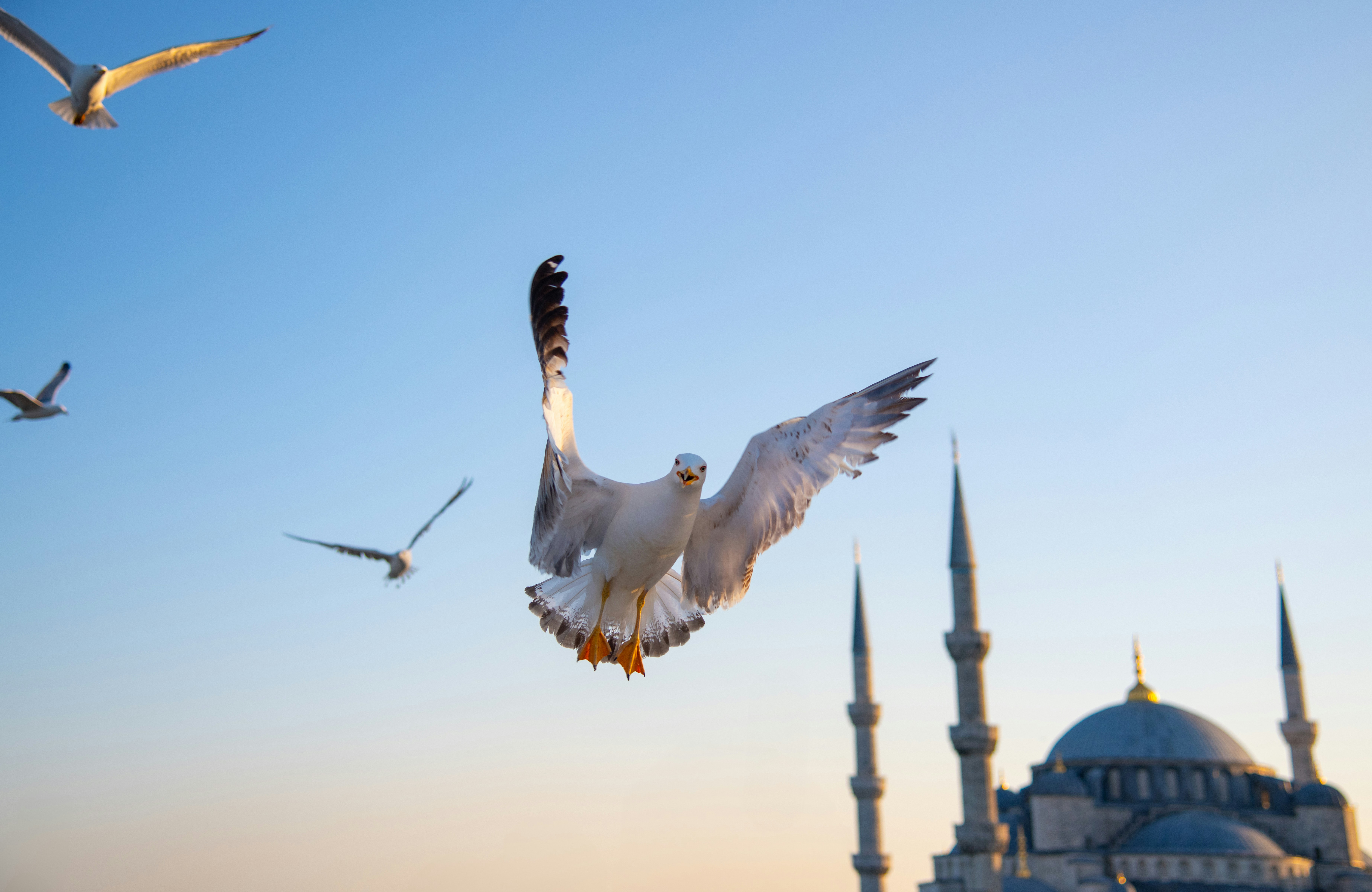 Wingbeat Over a Golden Hour Dome: Seagull and Mosque Skyline