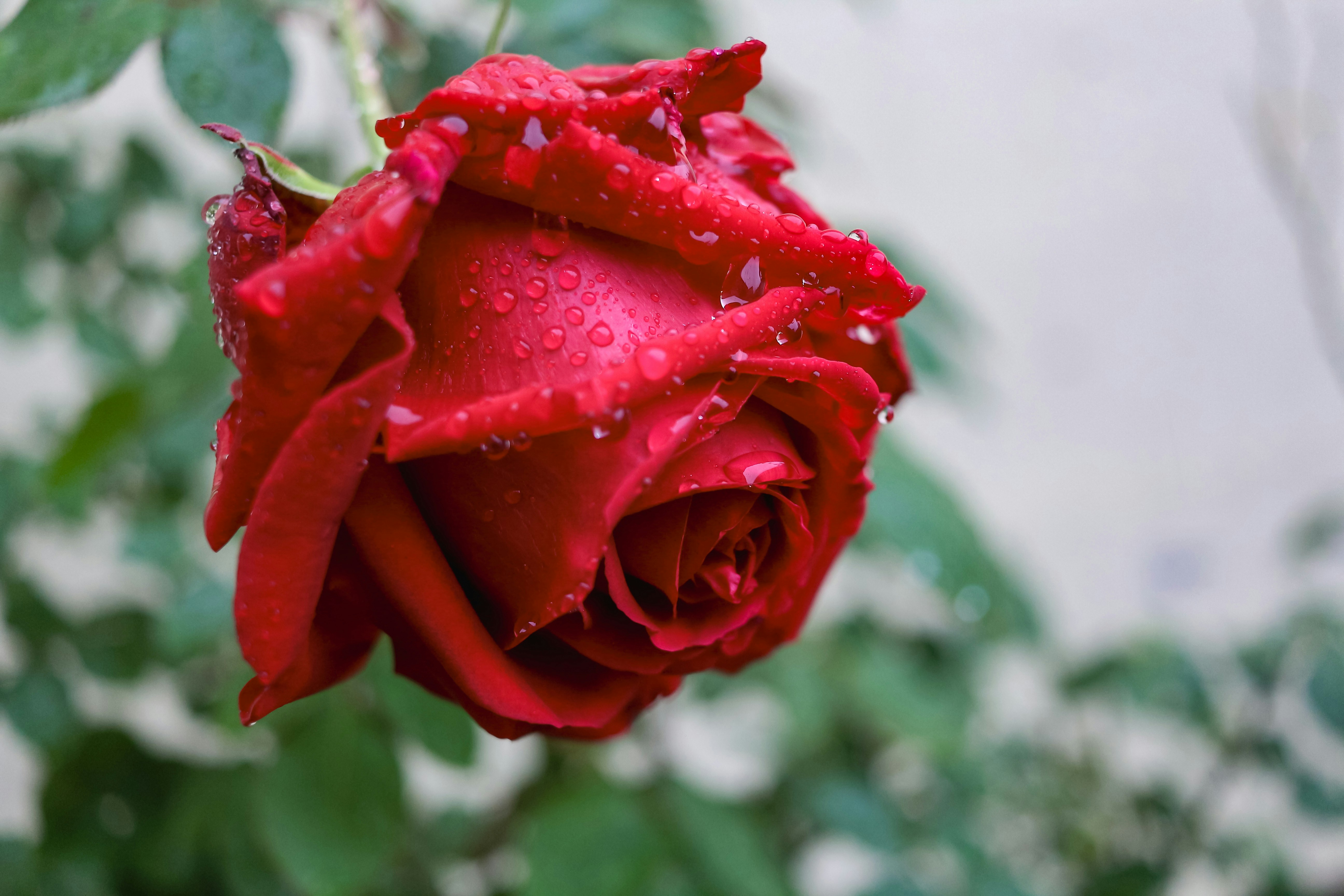 Crimson Elegance: A Rose in Raindrops
