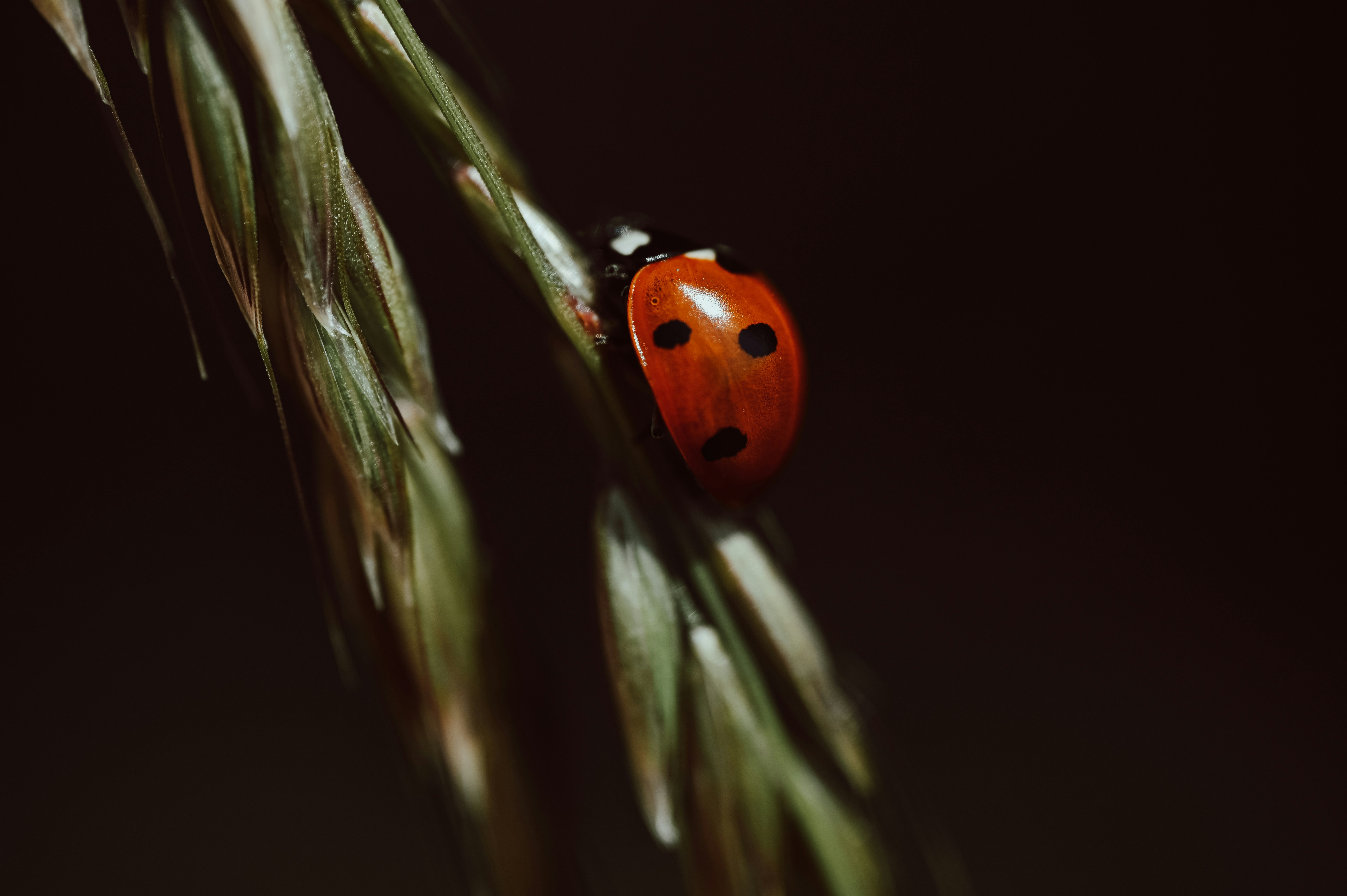 11:15 | A ladybug perches on a plant.