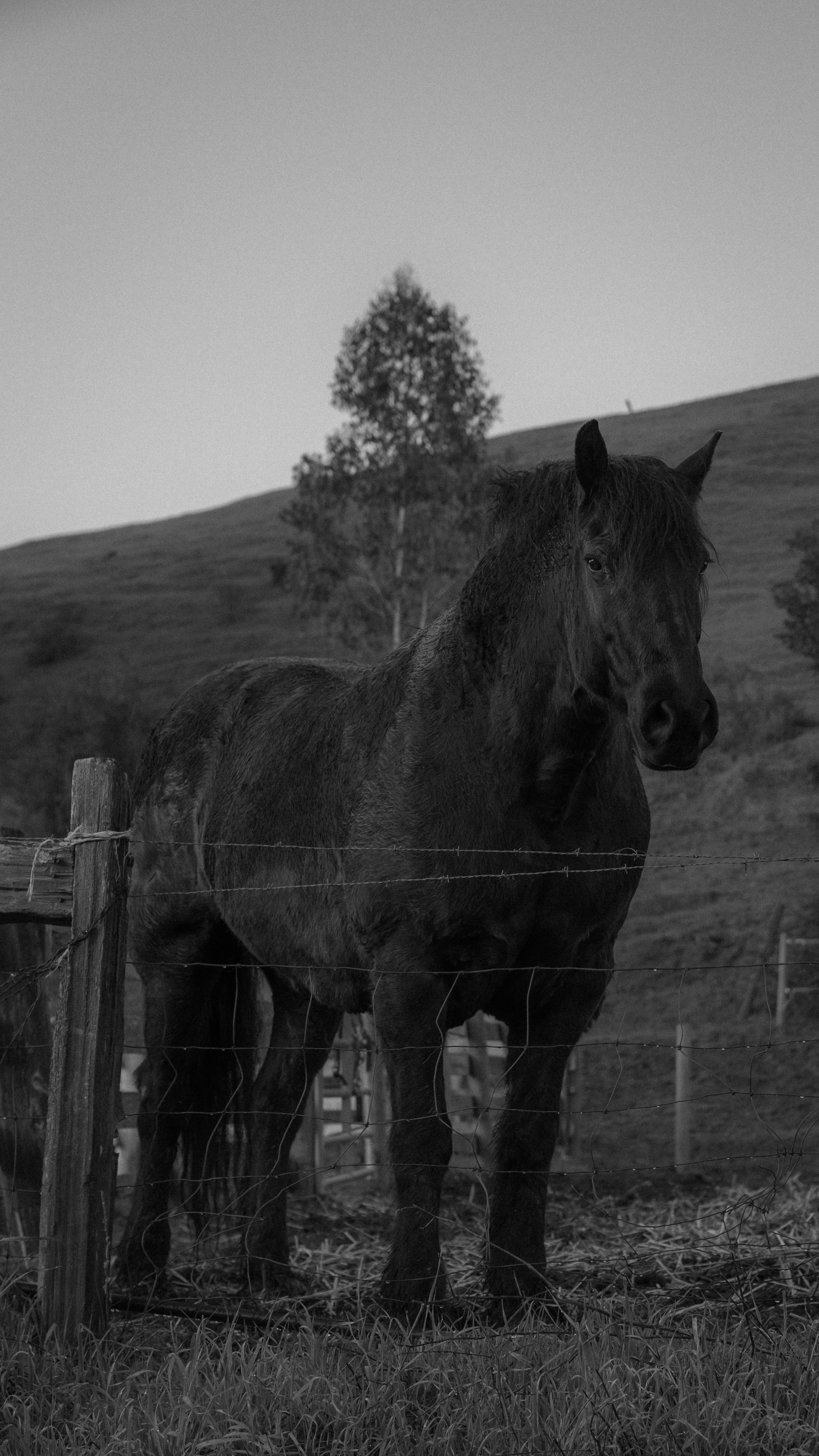 The Silent Watcher of the Pasture