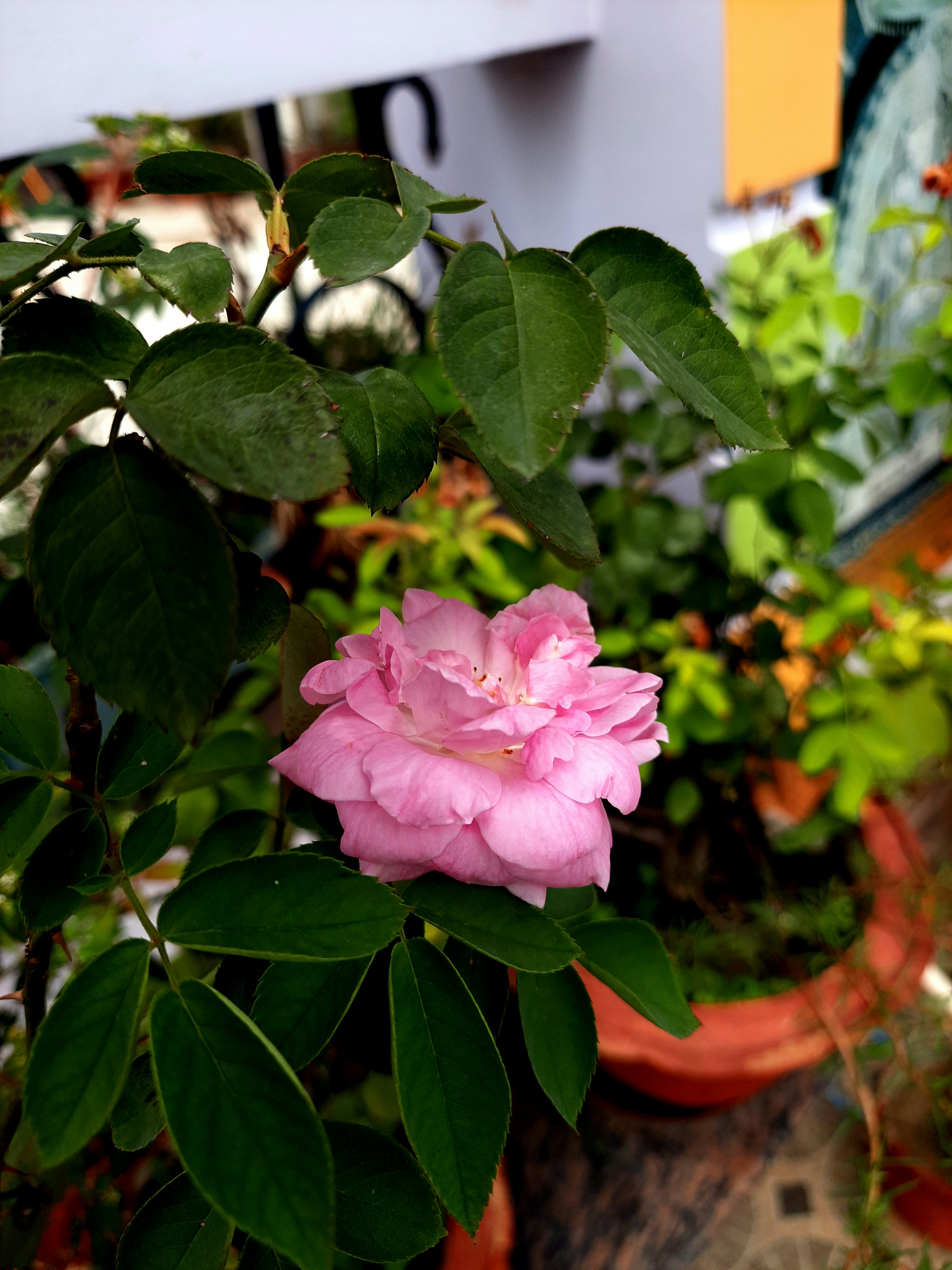 Delicate pink rose blooming among lush green leaves in a vibrant garden setting.