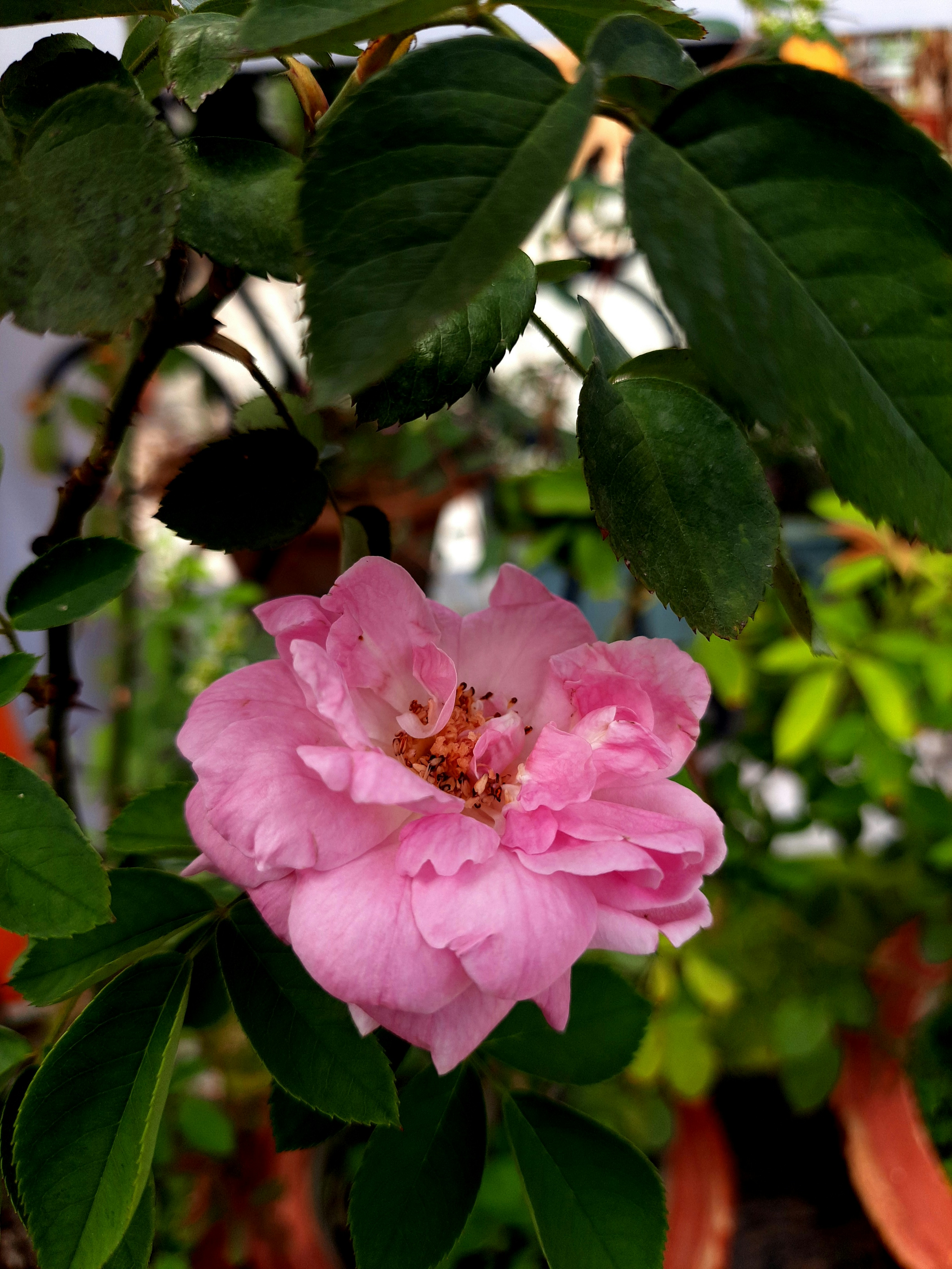 Photo by Adarsh Kumar Singh with Samsung Galaxy M31s