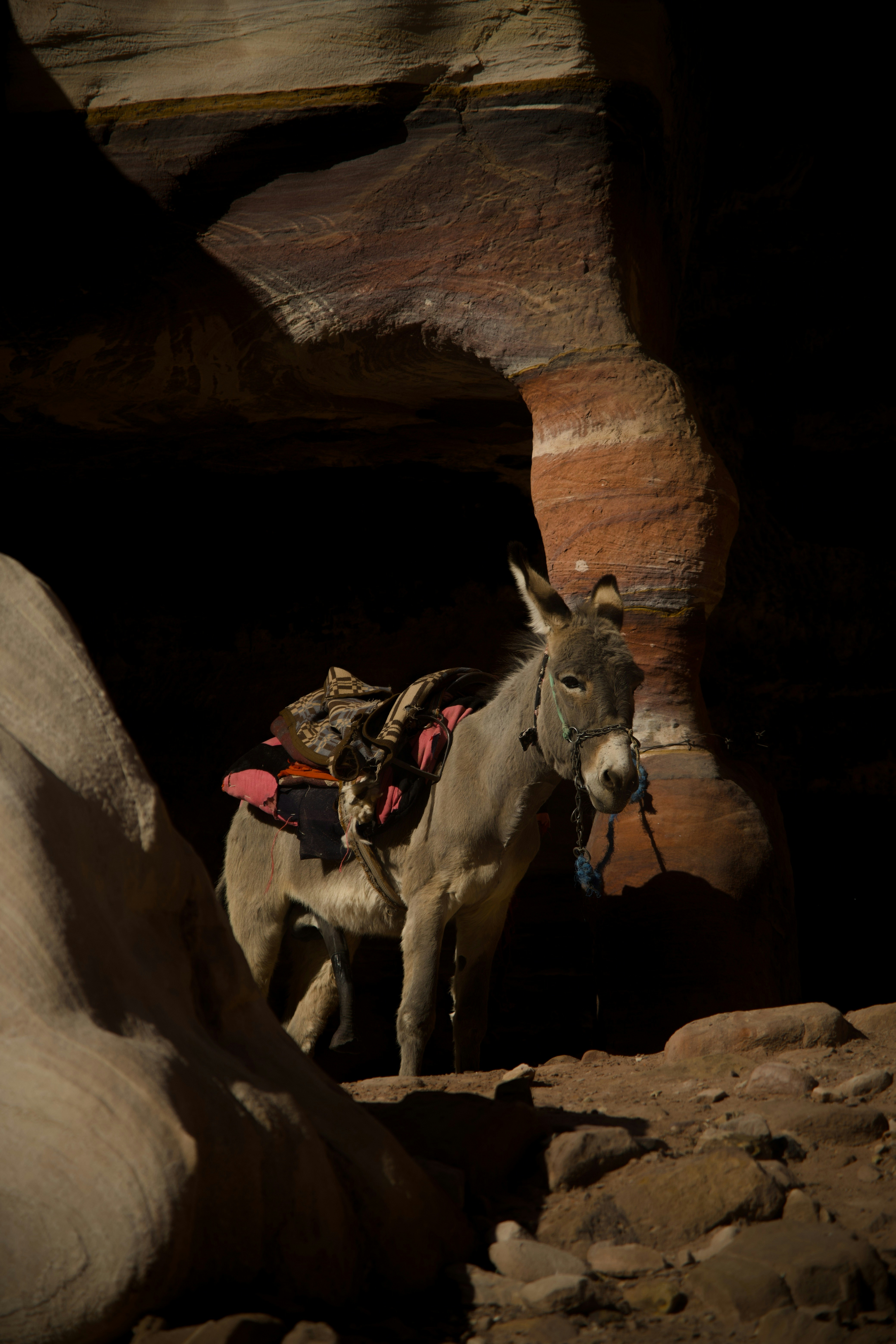 Red Canyon Pack Mule in a Narrow Sunbeam