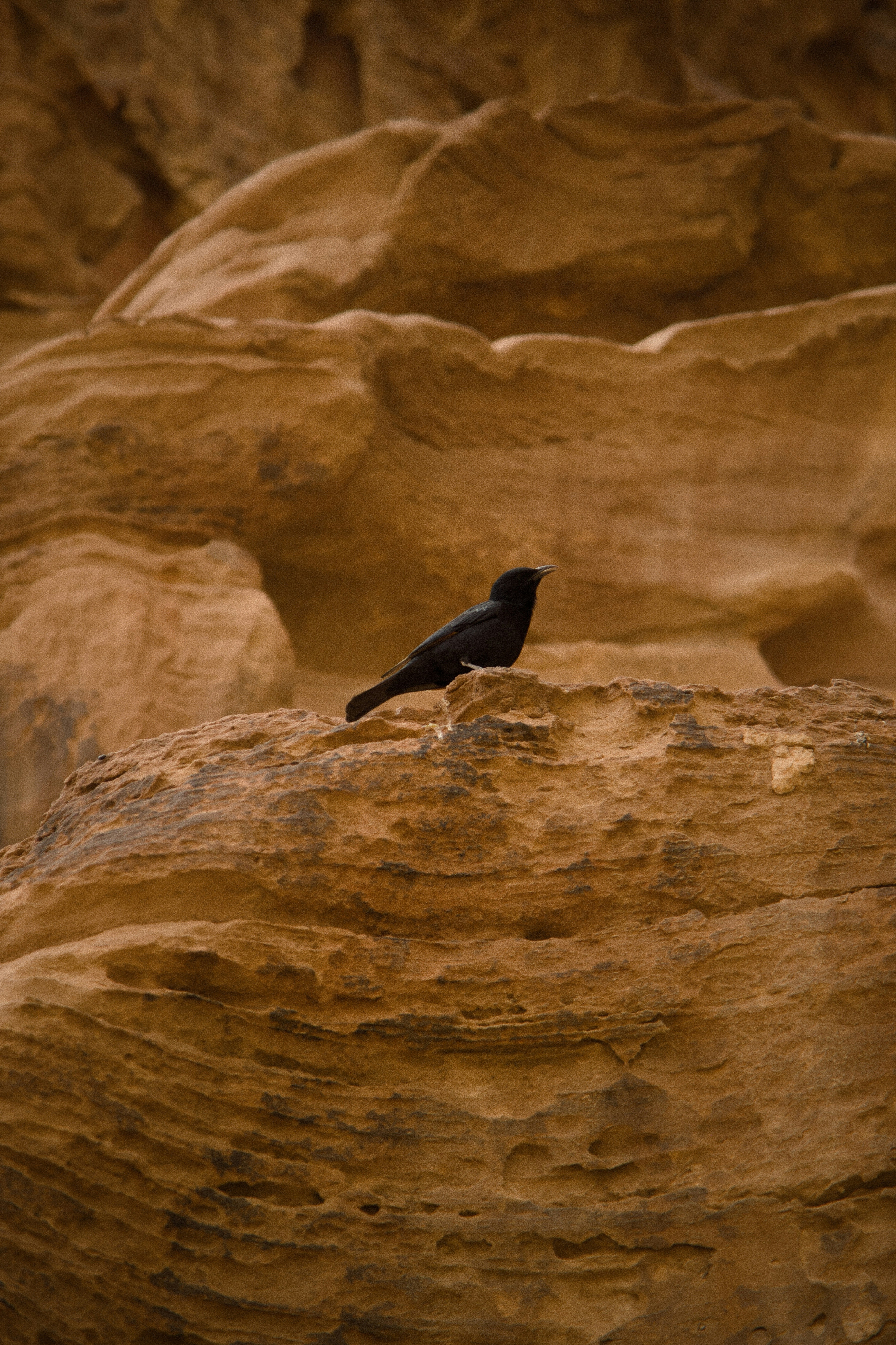 A black bird stands majestically atop a rugged sandstone formation, showcasing the stark beauty of its arid surroundings.