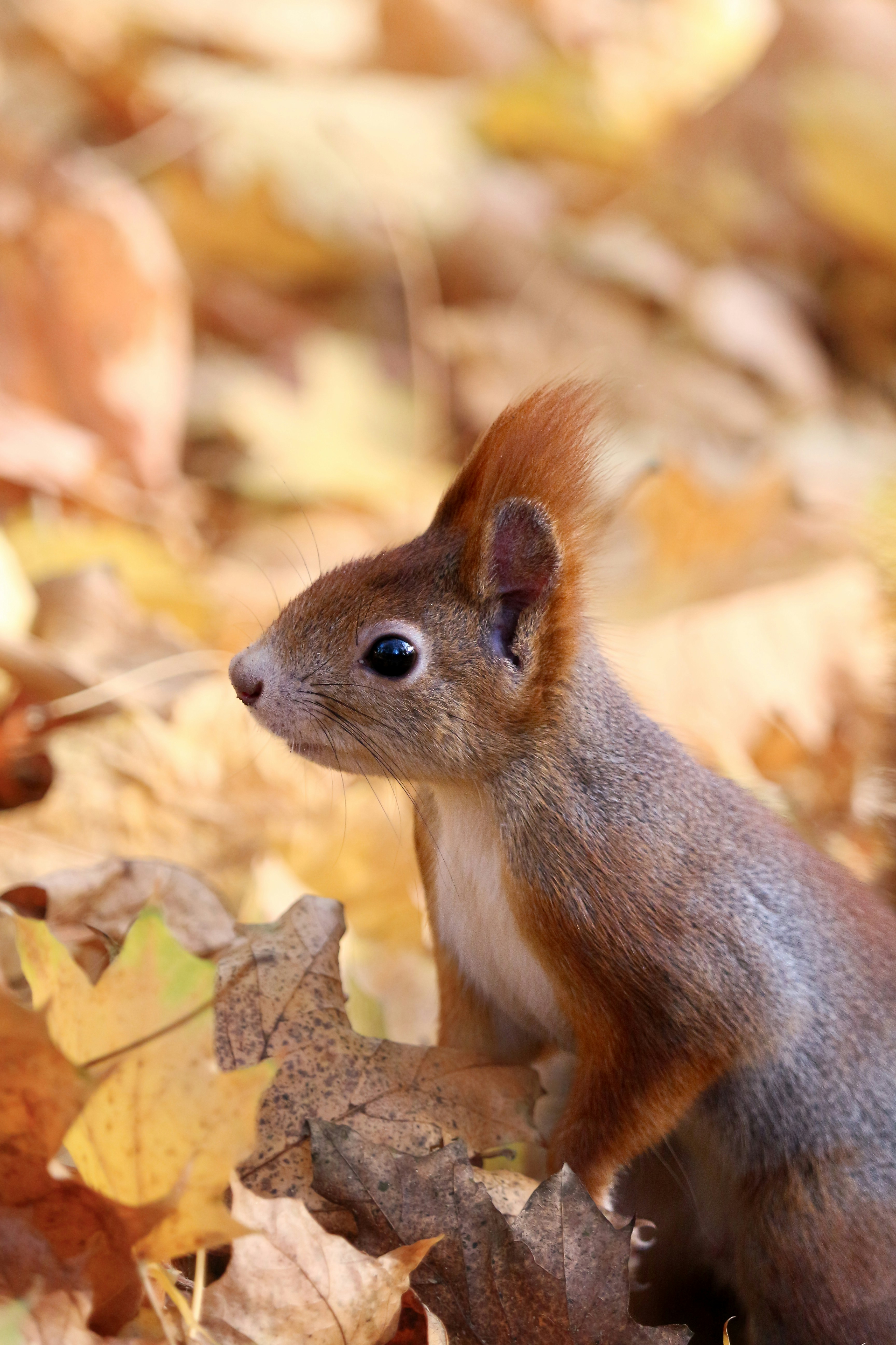 Whiskered Wanderer Among Autumn's Embrace