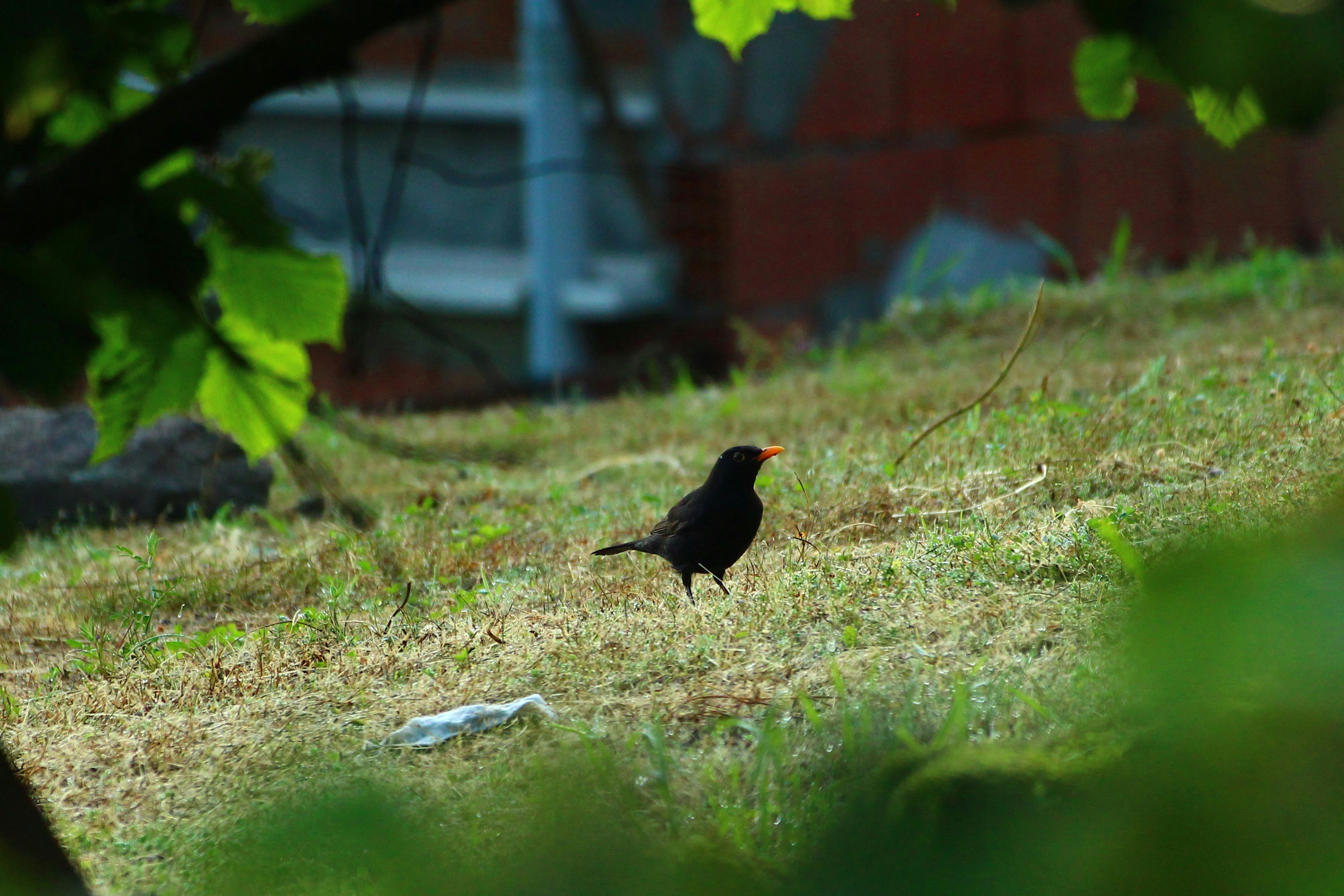 A Moment of Stillness: The Blackbird's Vigil