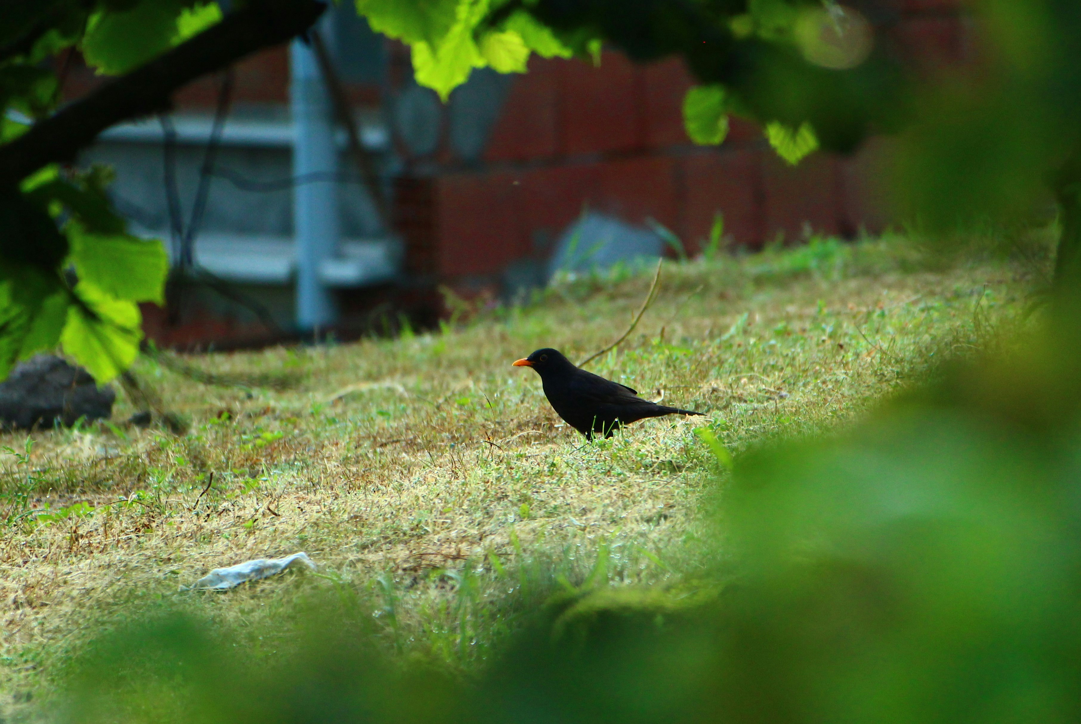 Blackbird on a Sunlit Garden Patch, Framed by Leafy Foreground