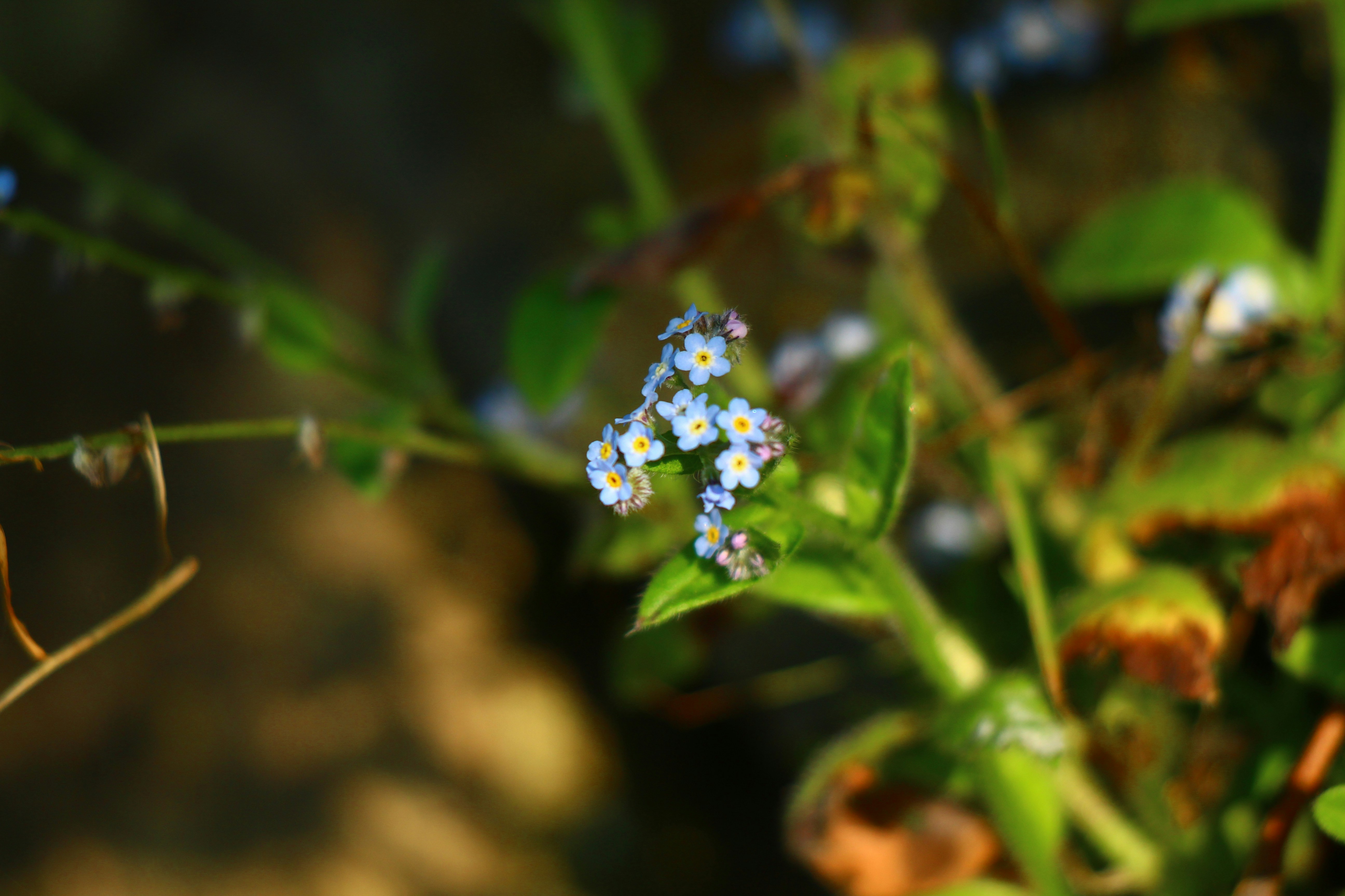 Photo by Seval Torun with Canon EOS 4000D