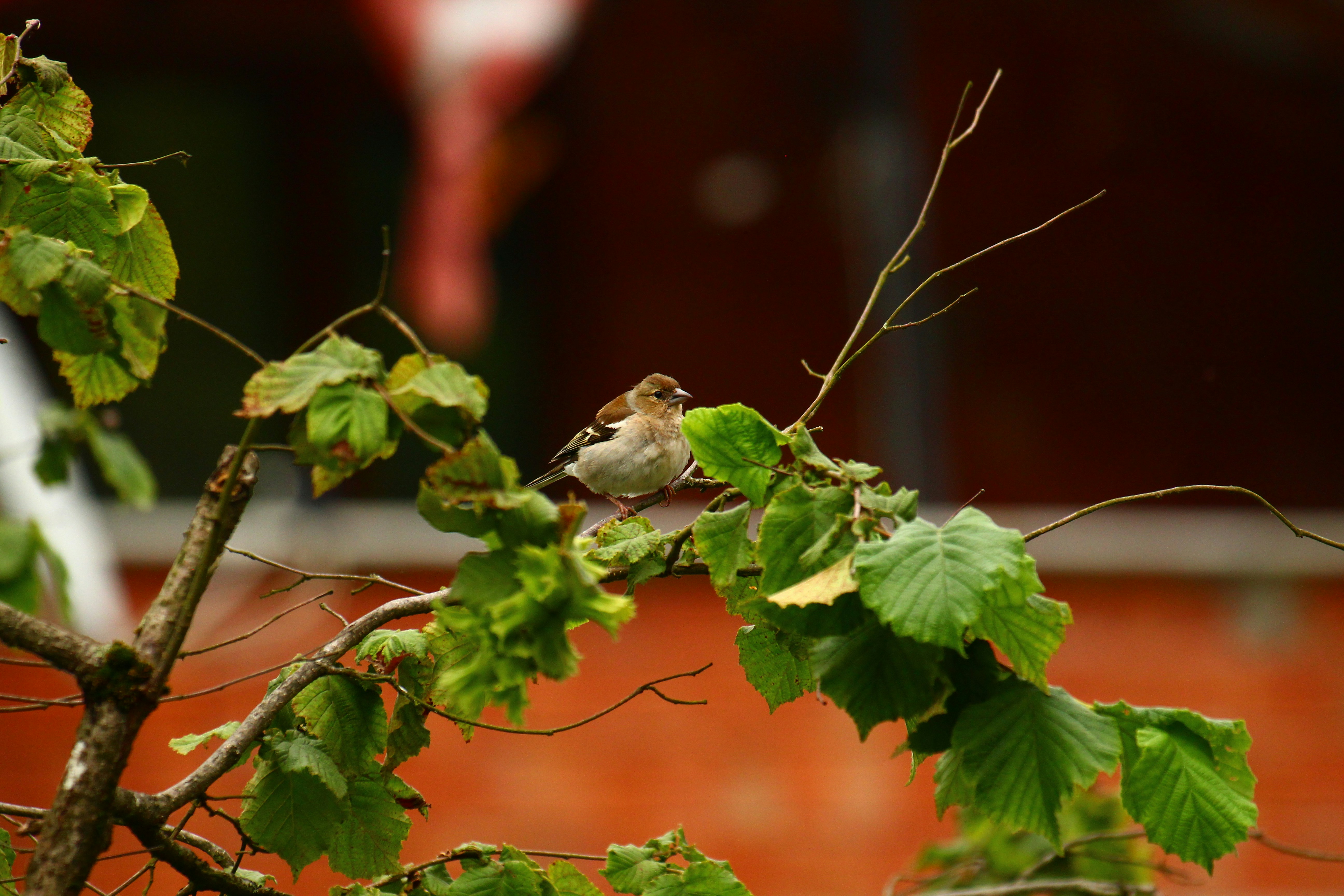 Sparrow Perch: A Tiny Bird on a Leafy Stage with Brick-Red Bokeh
