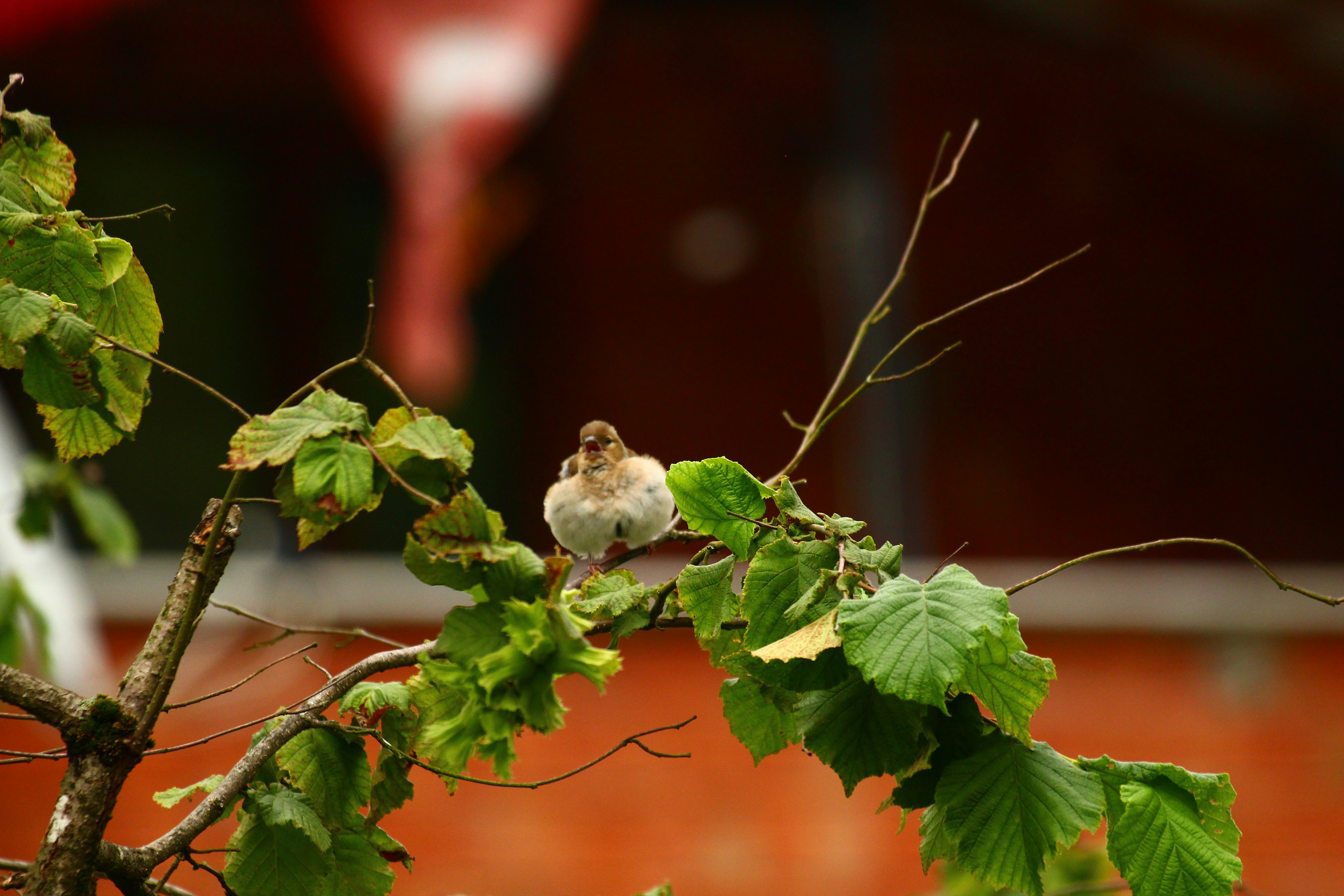Whisper of a Sparrow on a Leafy Perch Before a Blurred Brick Wall