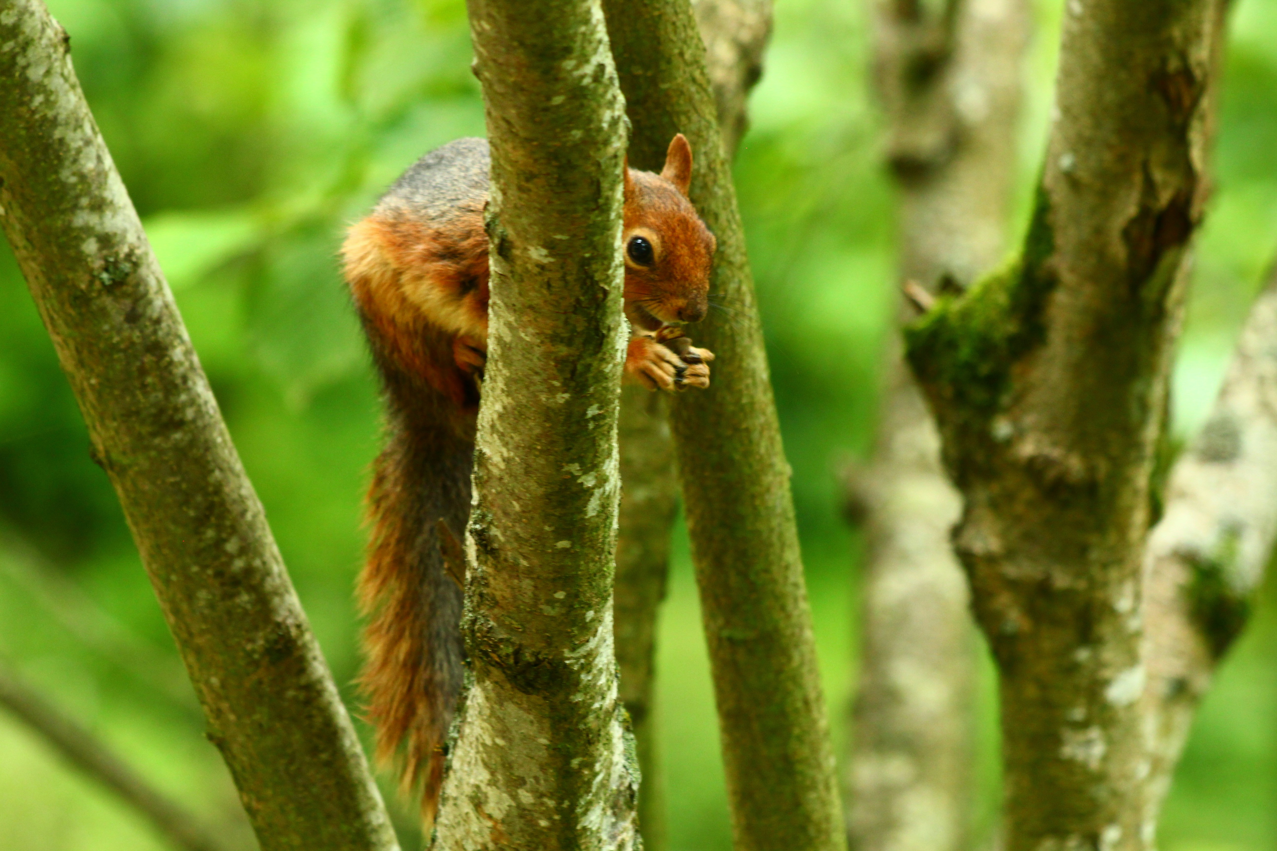 A squirrel nibbling on a snack while perched amidst tree branches in a lush green setting.