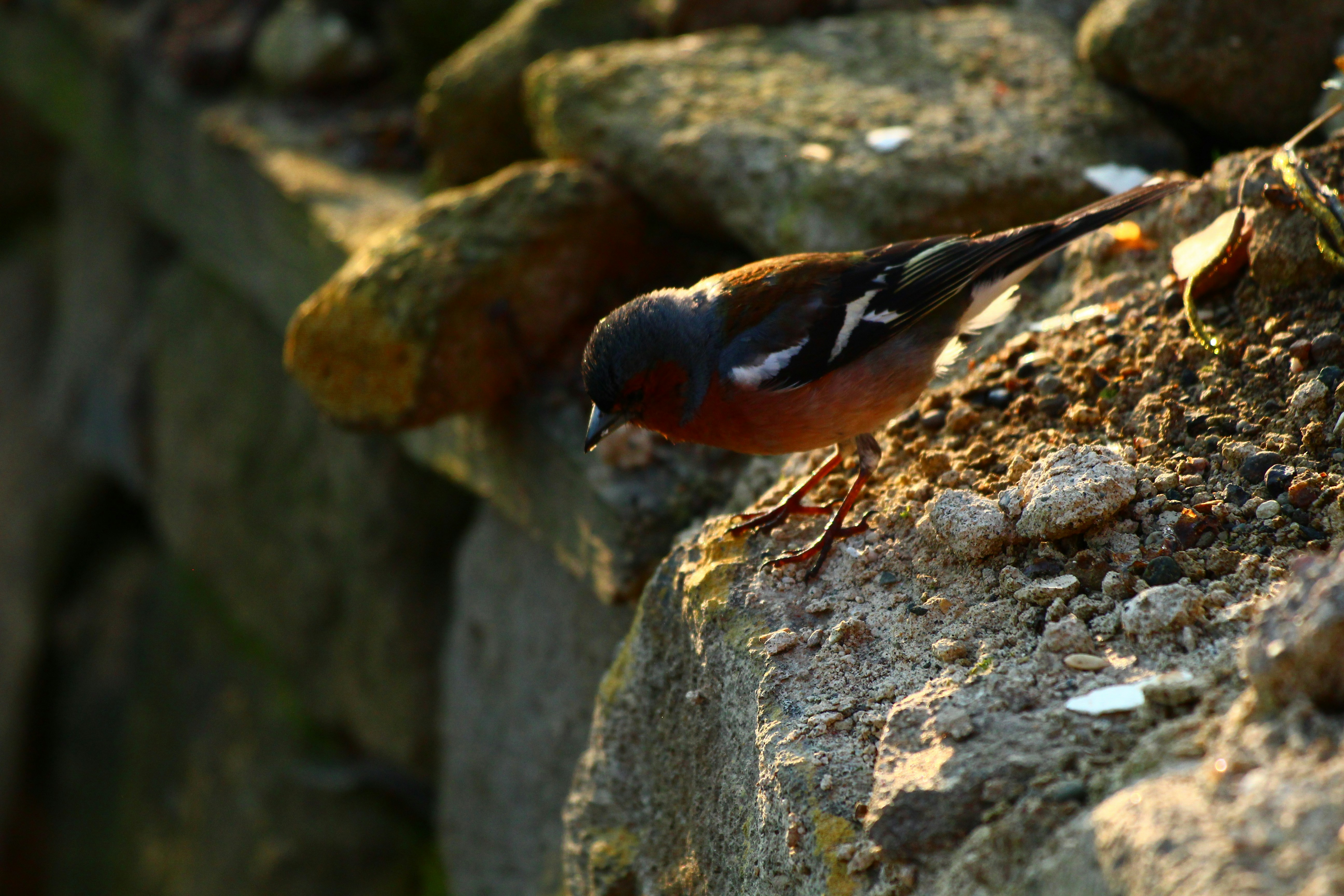 Rufous-Breasted Perch on a Sunlit Rock Edge