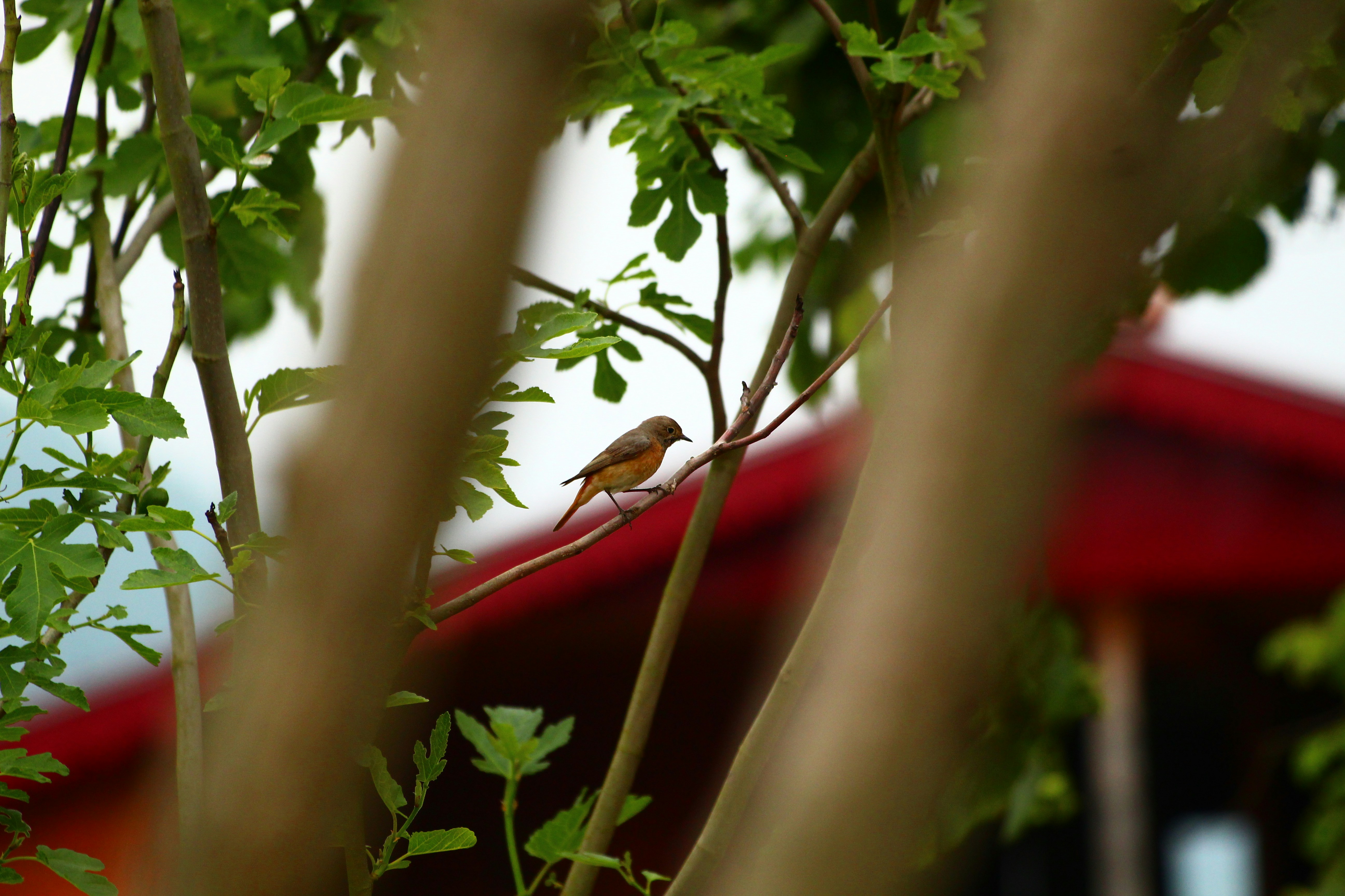 Robin on a Branch: Quiet Moment in a Garden Border