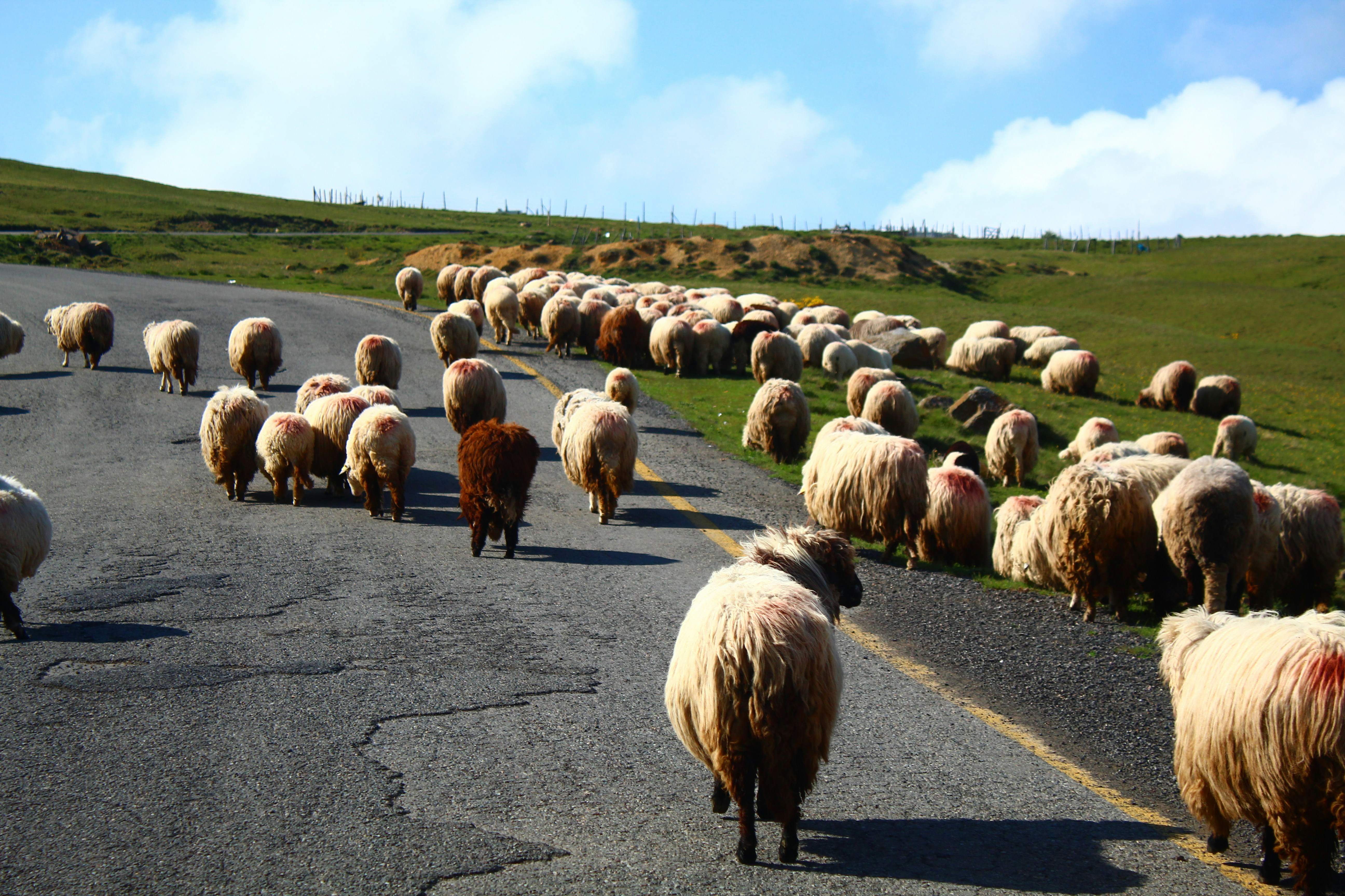 Woolly Caravan: A Journey Through Pastoral Land
