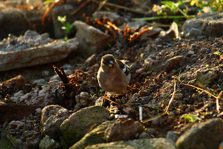 A Moment of Serenity: The Grounded Finch