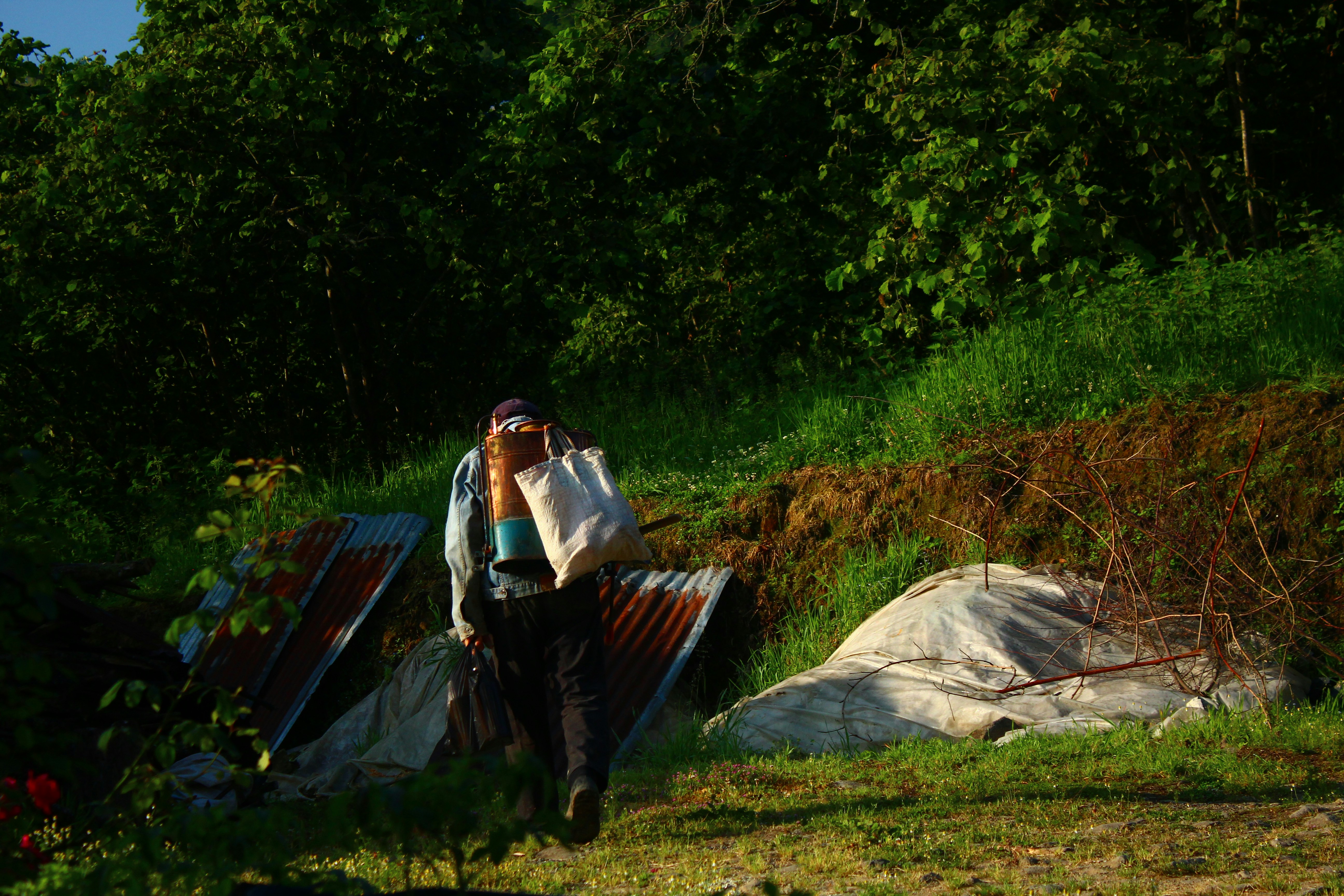 The Journey of Renewal: A Quiet Moment in Nature