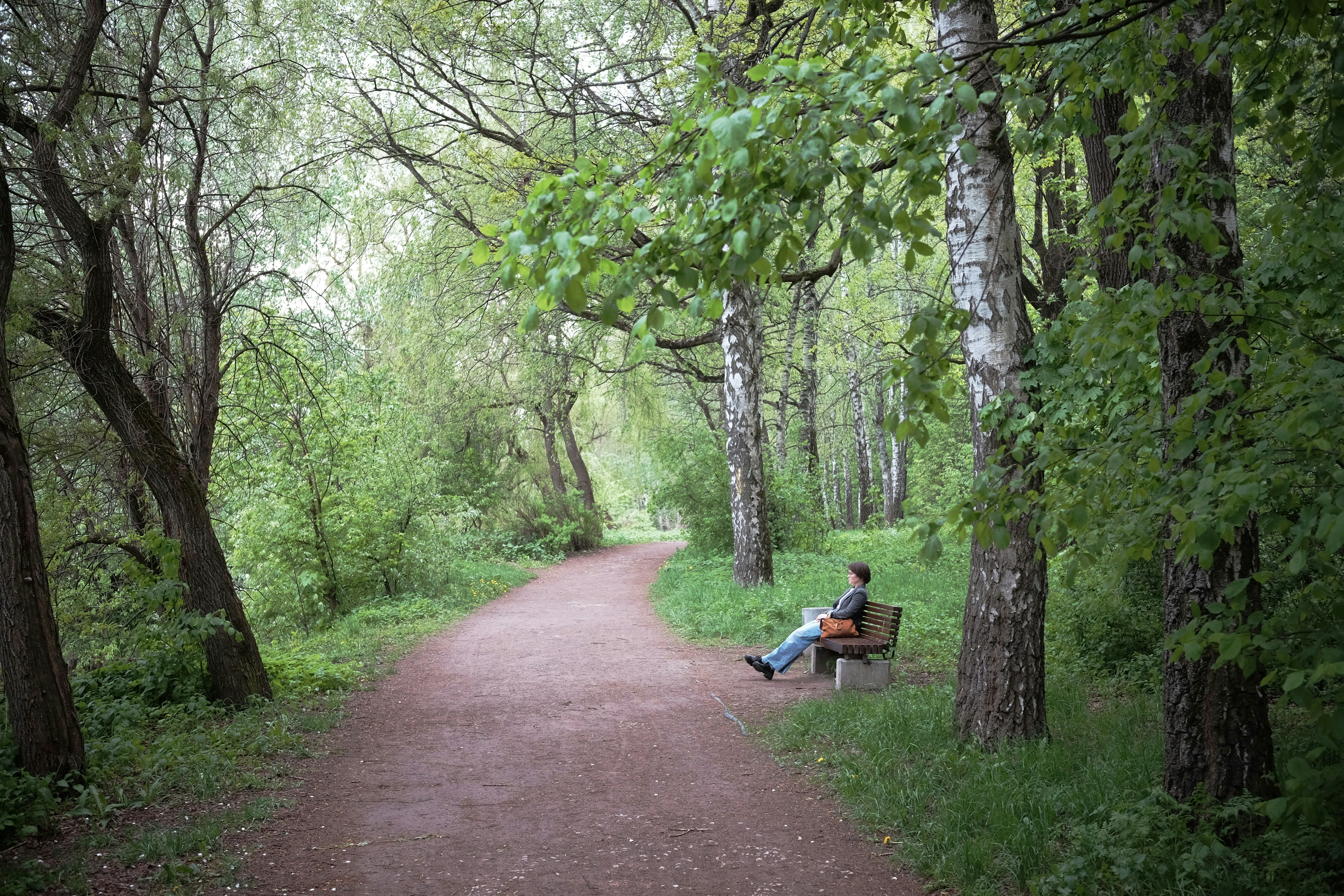 Person sits on a bench along a forest path. photo – Free Forest Image ...