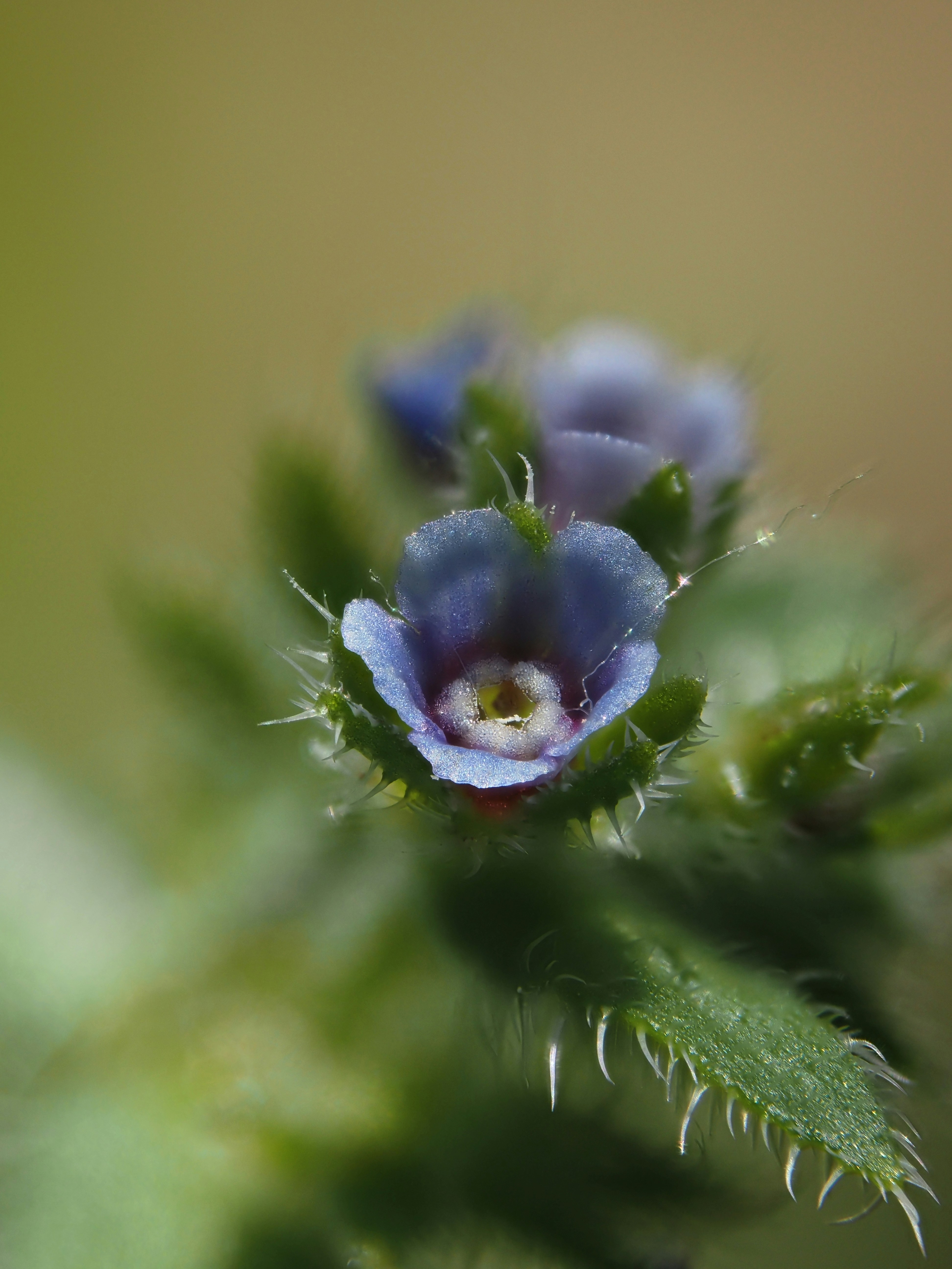 Cobalt Cup in Velvet Green: A Macro Portrait of a Tiny Bloom