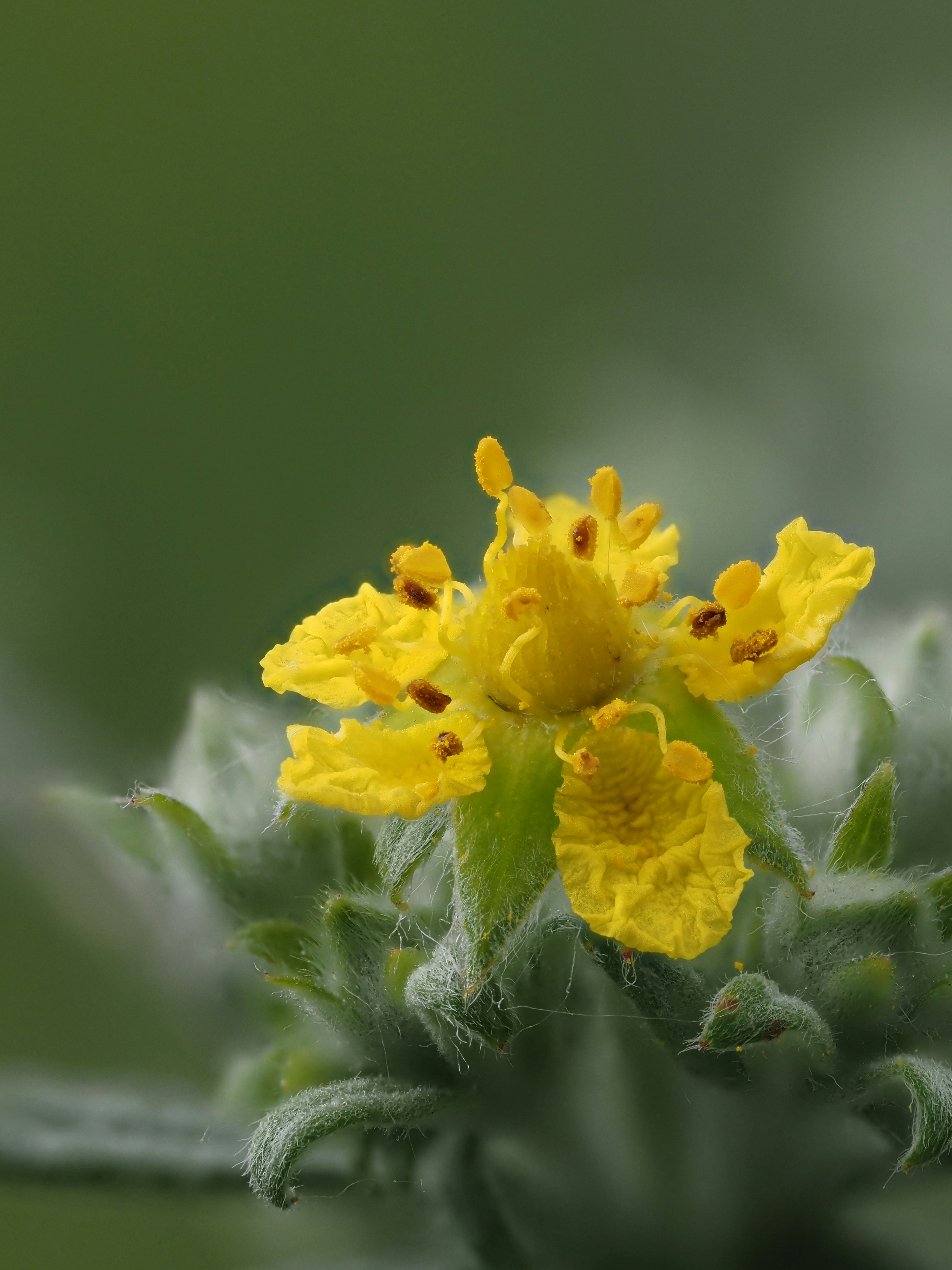 wild flower in the meadow