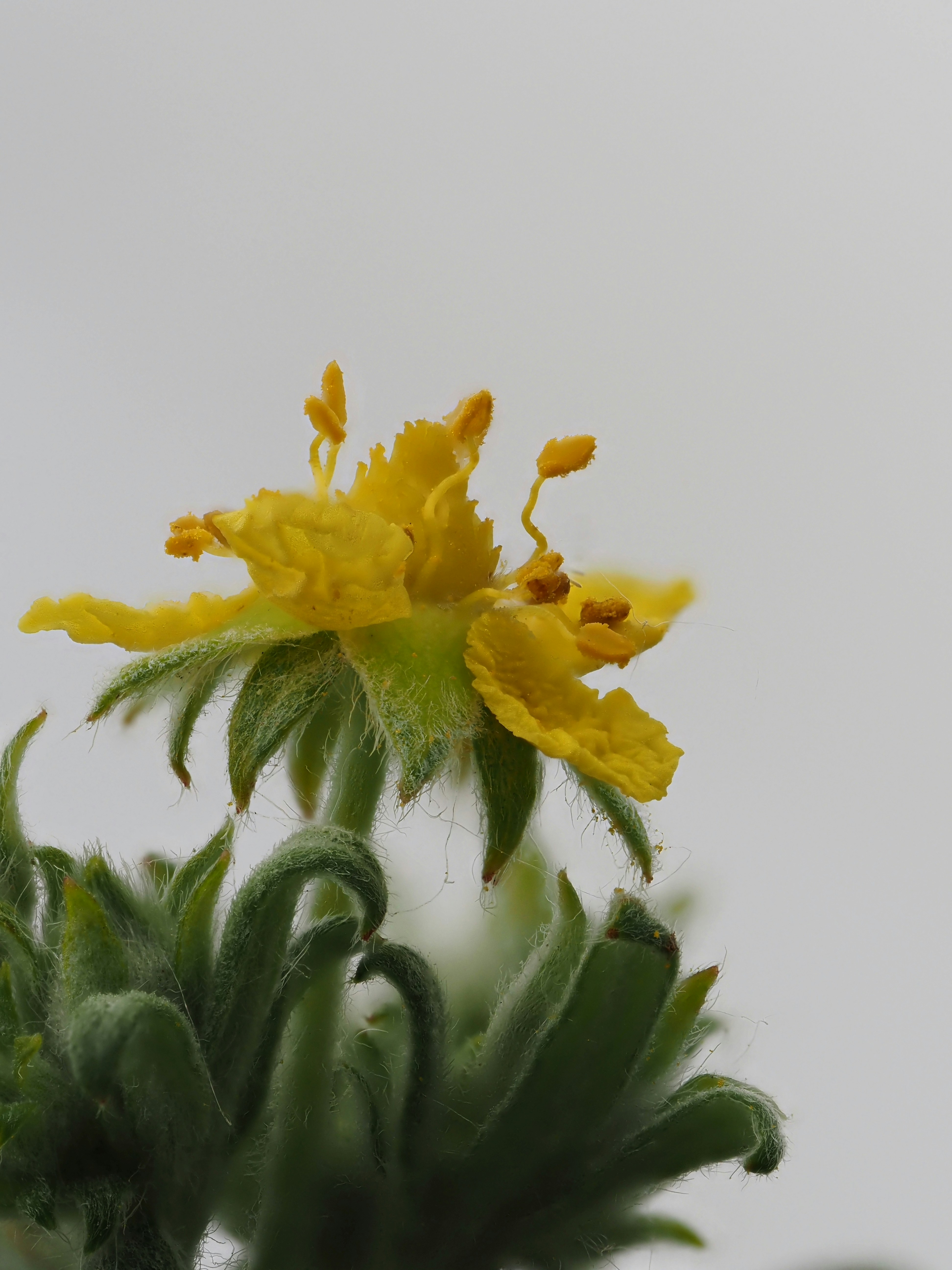 Velvet-Green Bloom: A Macro Portrait of Yellow Petals Against Silence