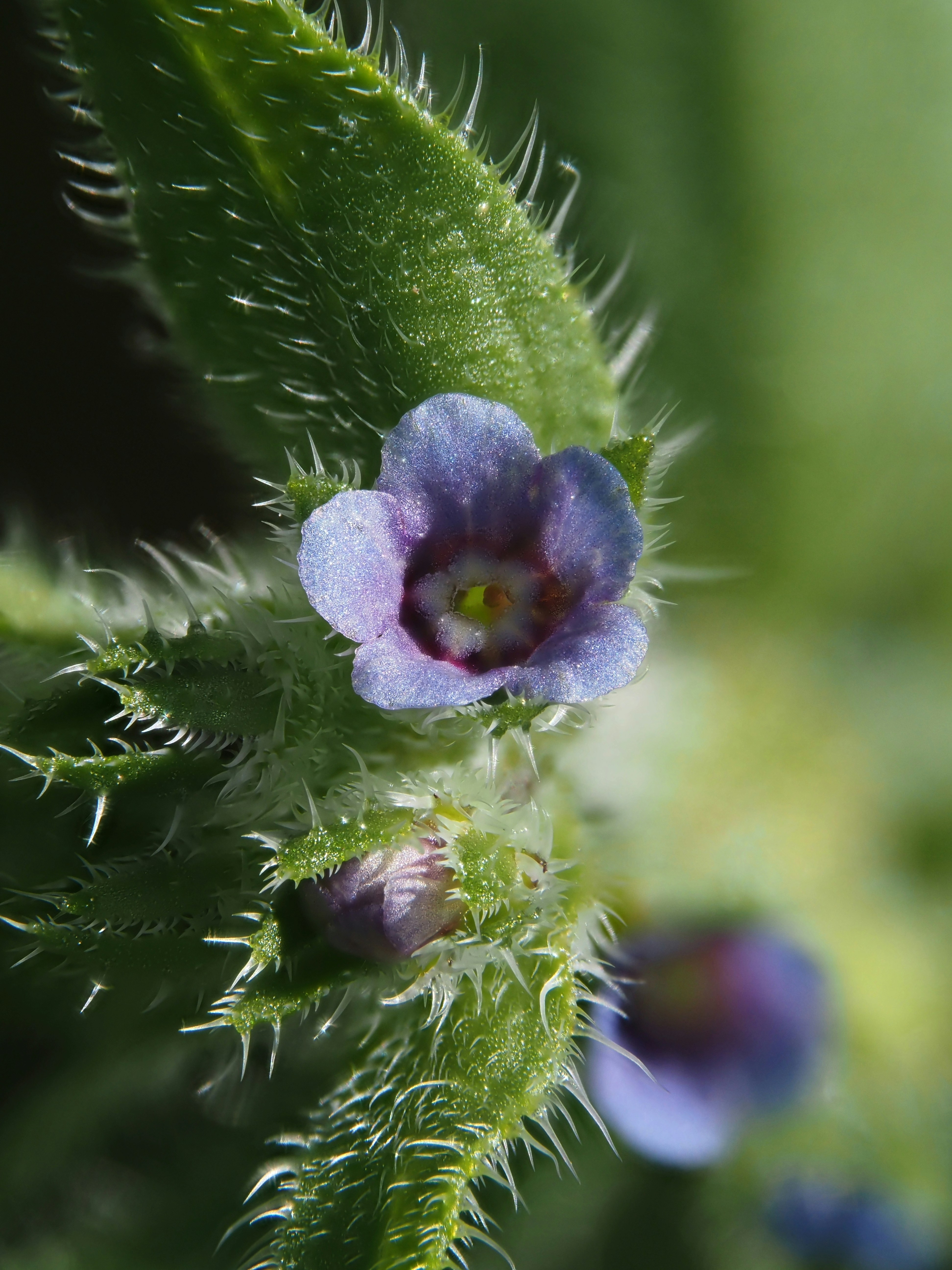 Velvet Violet Bloom Nestled in Hairy Green Armor