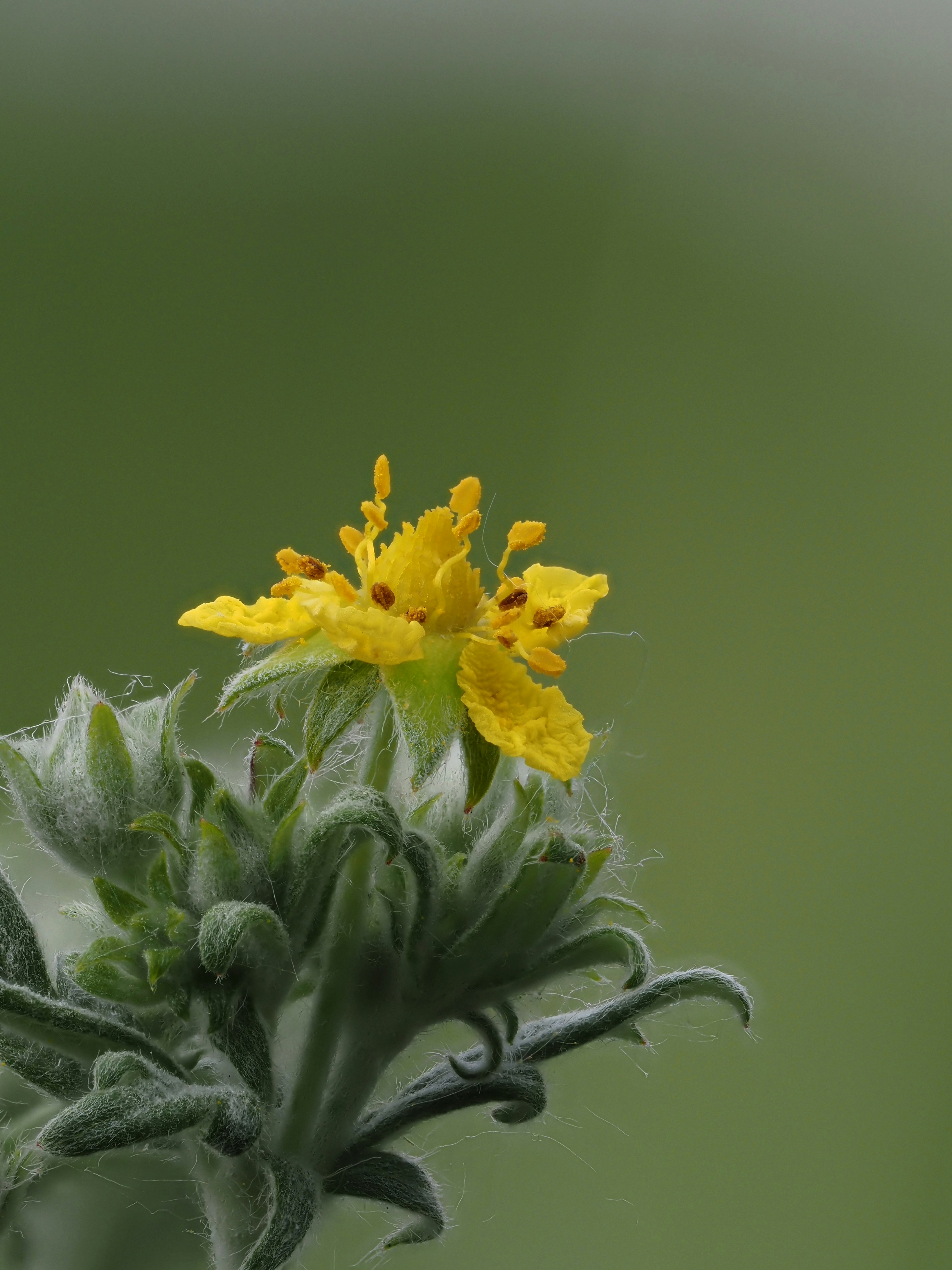 Gold Fringe: A Macro Portrait of a Velvet-Yellow Blossom