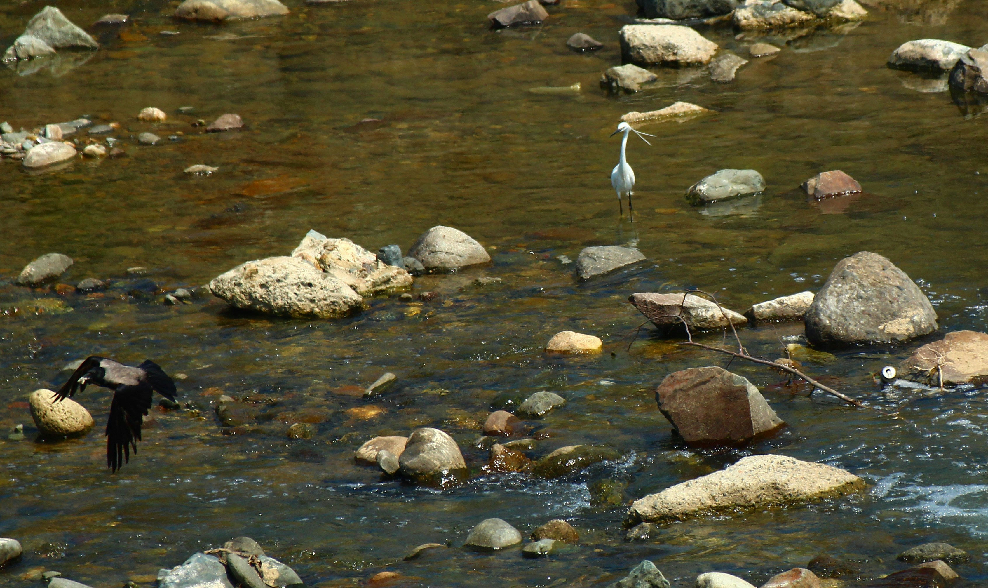 Harmony in Motion: A Dance of Birds Over Tranquil Waters