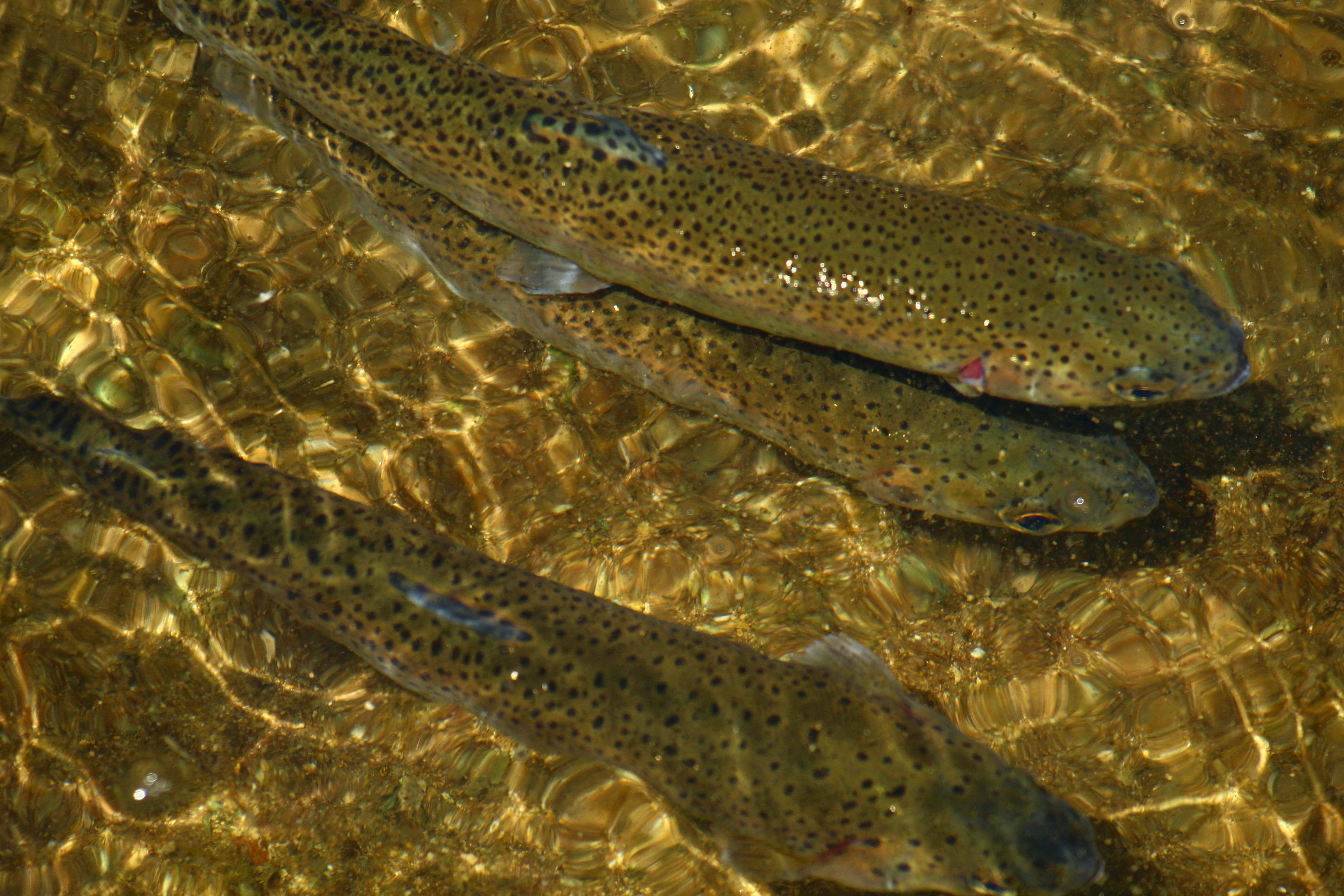 Sunlit River Trio: Speckled Trout in Amber Ripples