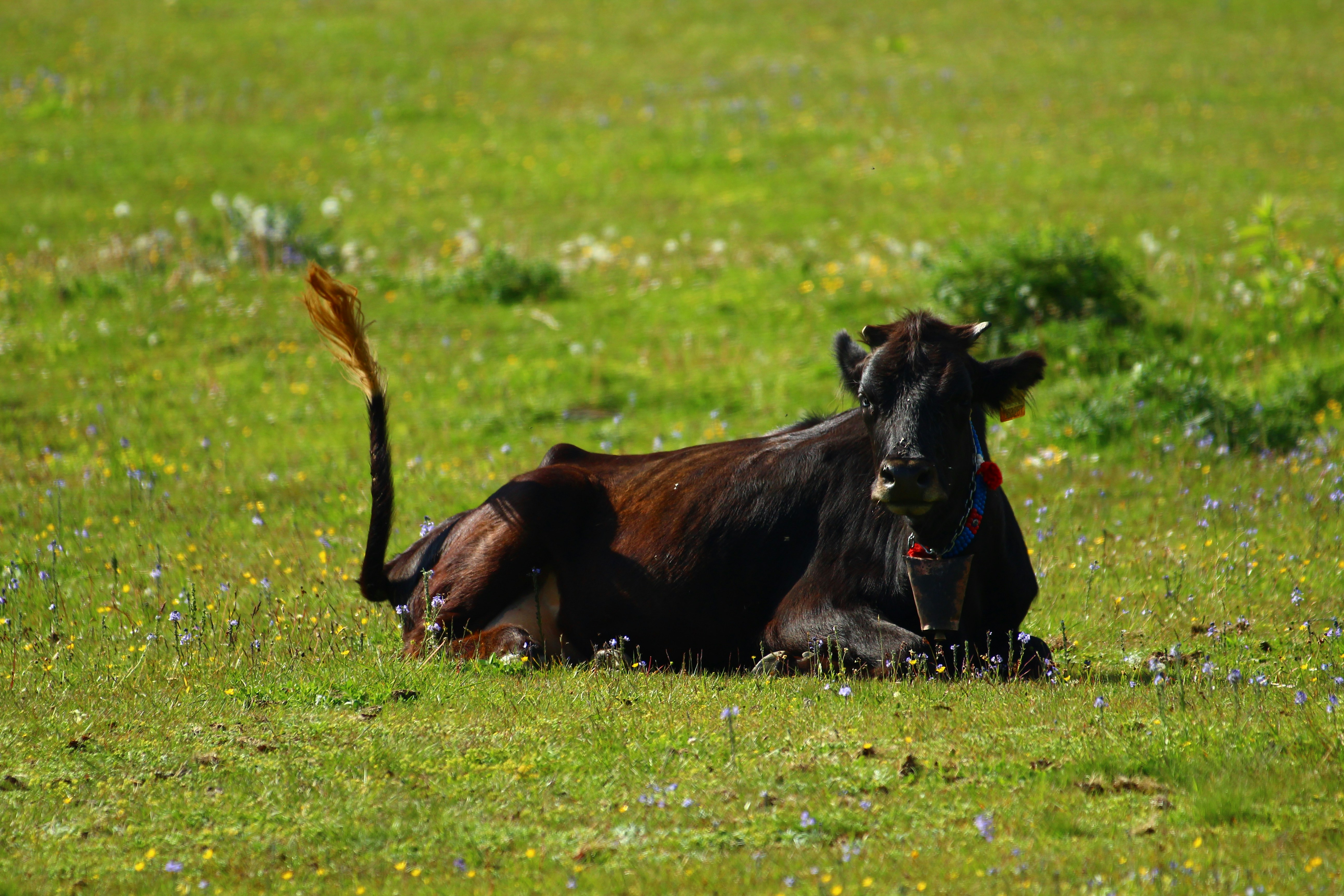 Serene Pastoral Moment