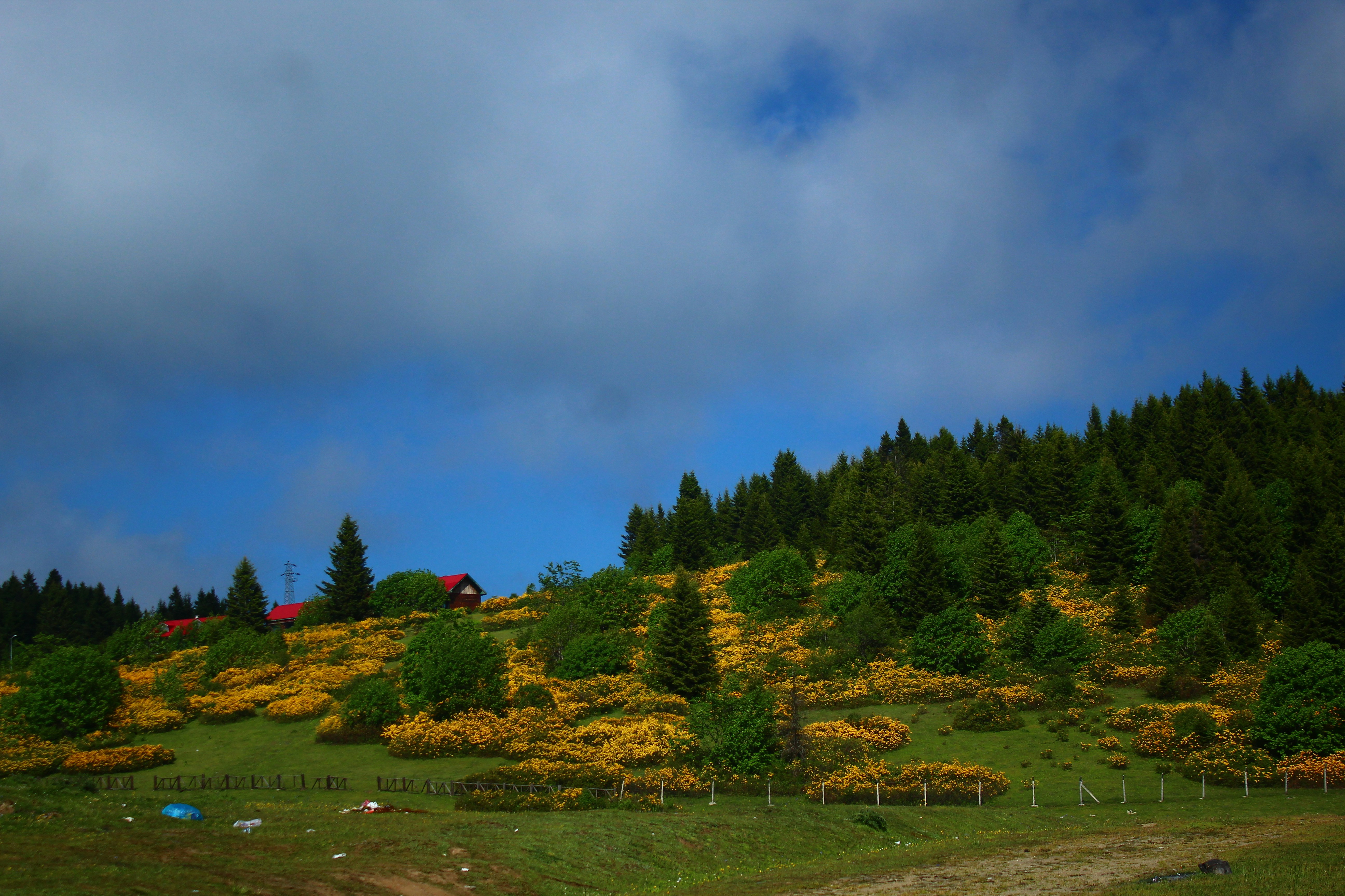 Sunlit hillside in bloom beneath a blue sky