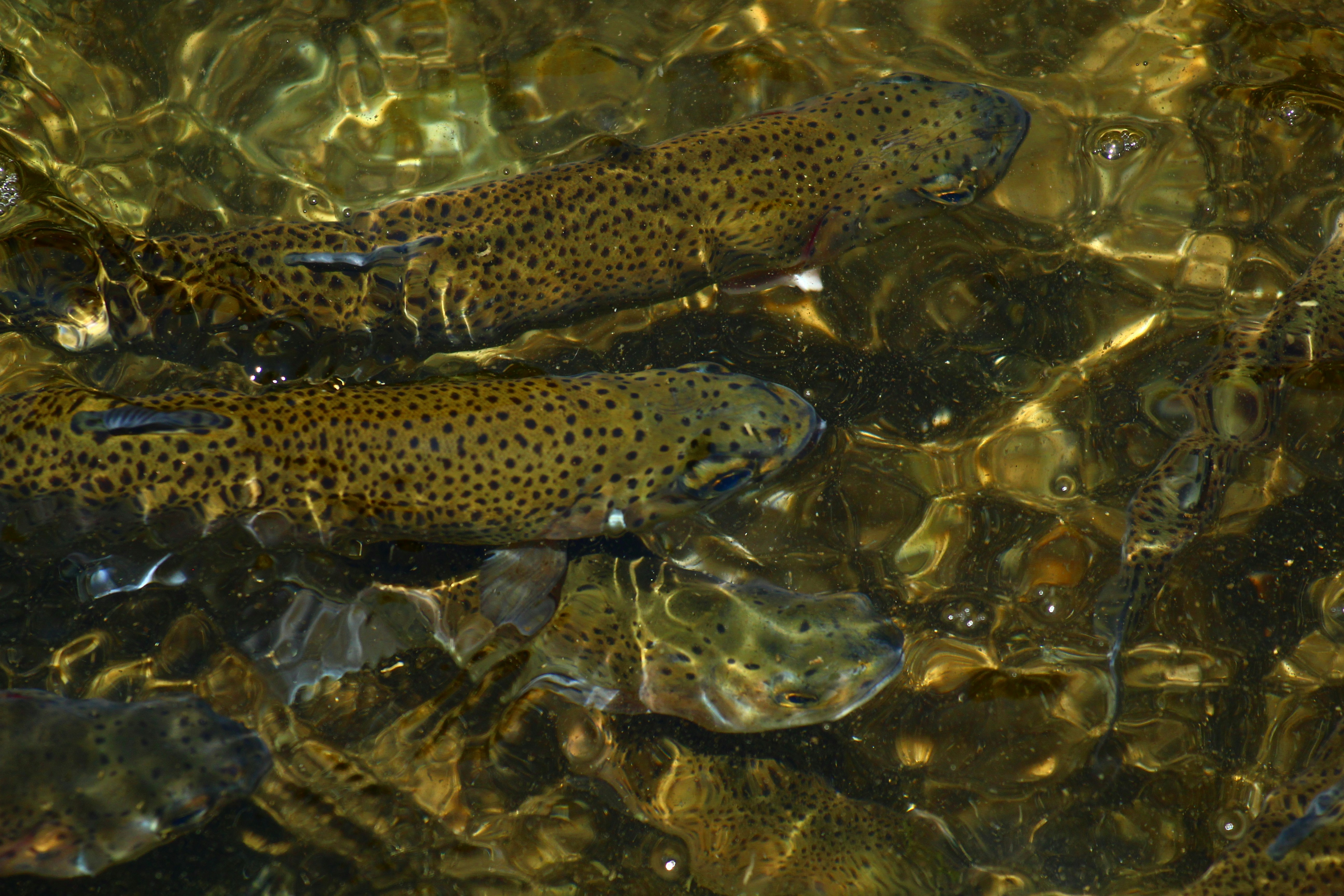 Trout are swimming in clear, shallow water.