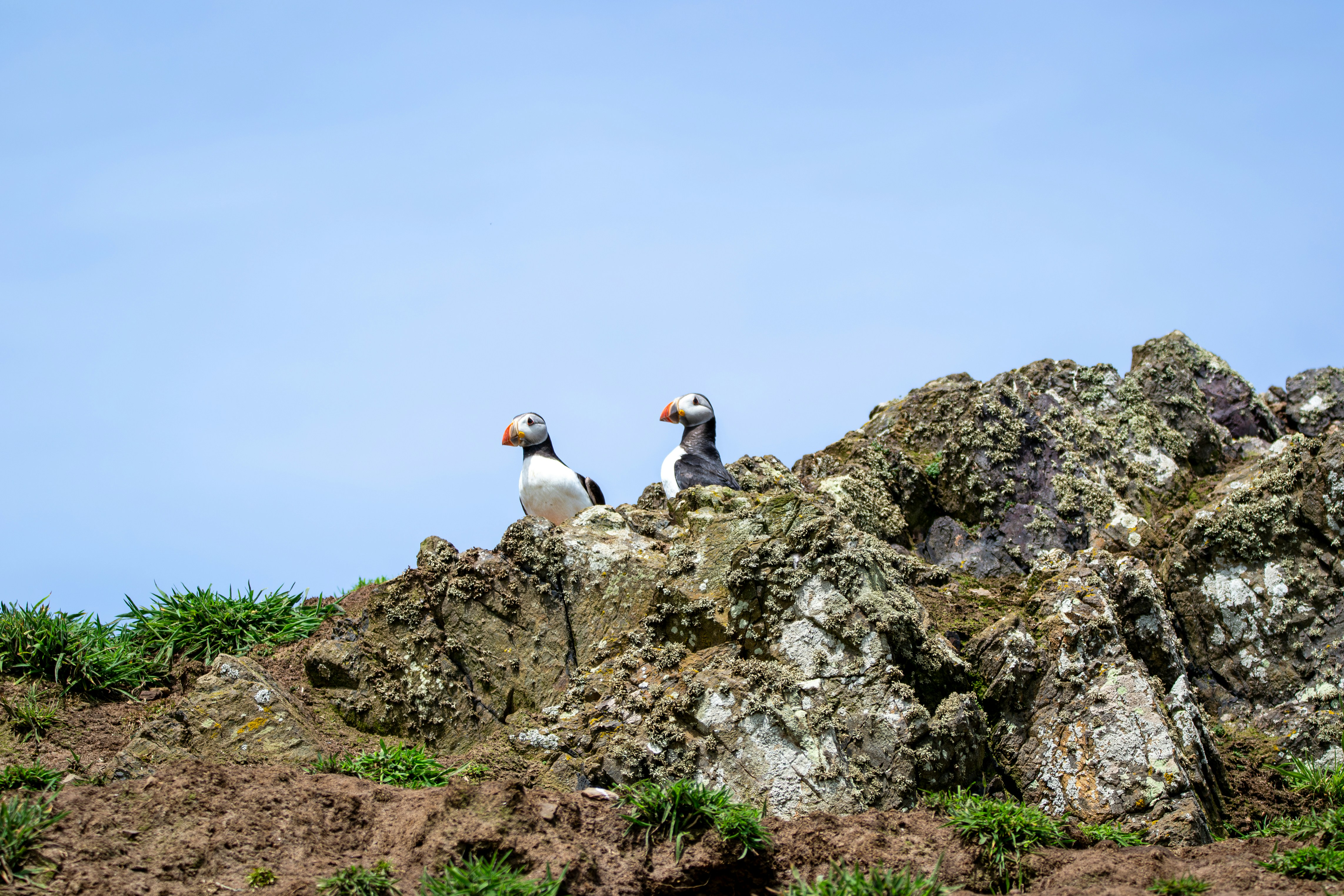 Two Atlantic Puffins Perched on a Rugged Limestone Crest Under a Clear Blue Sky