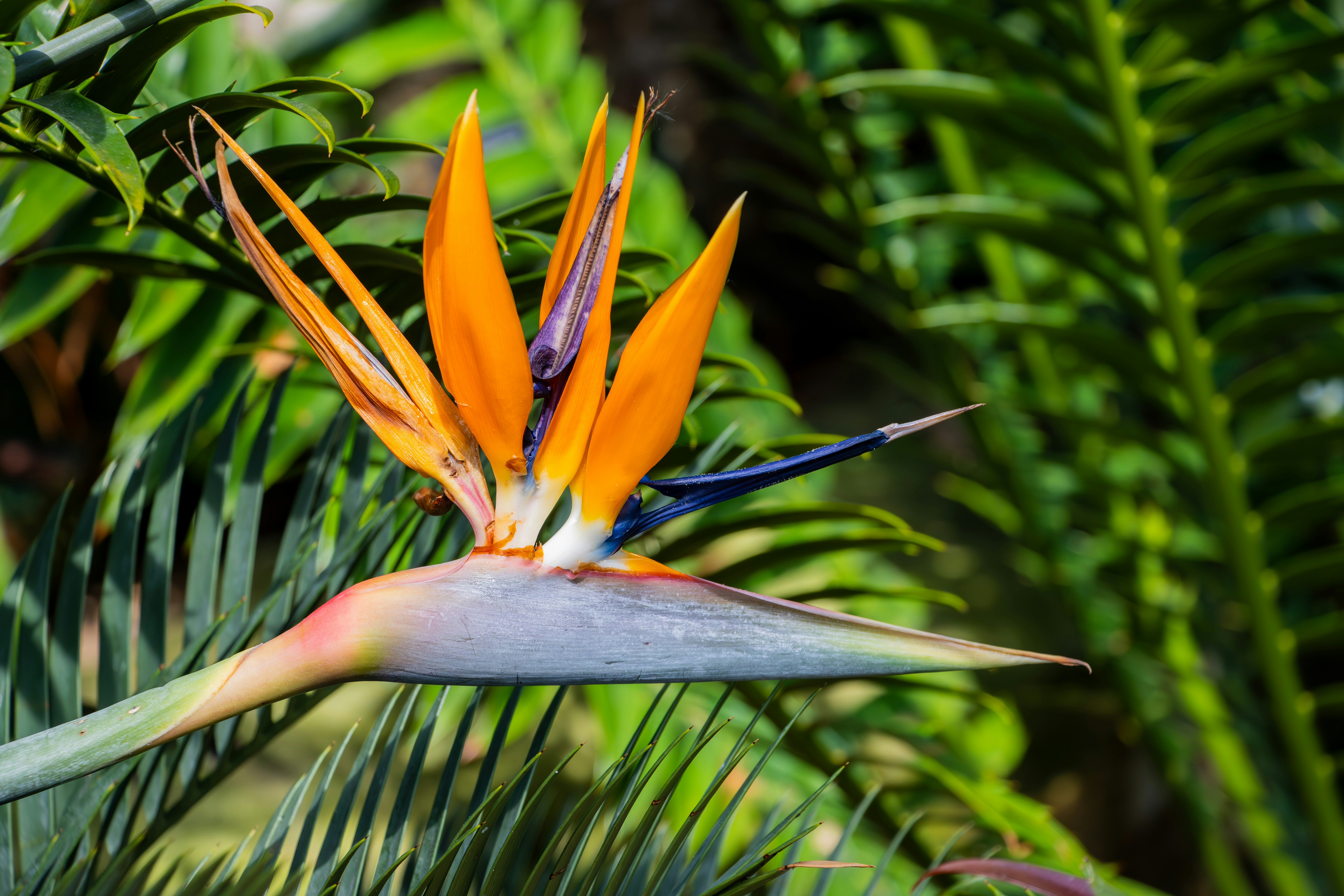 Close-Up Bird of Paradise Bloom: Tropical Color Against Green Backdrop