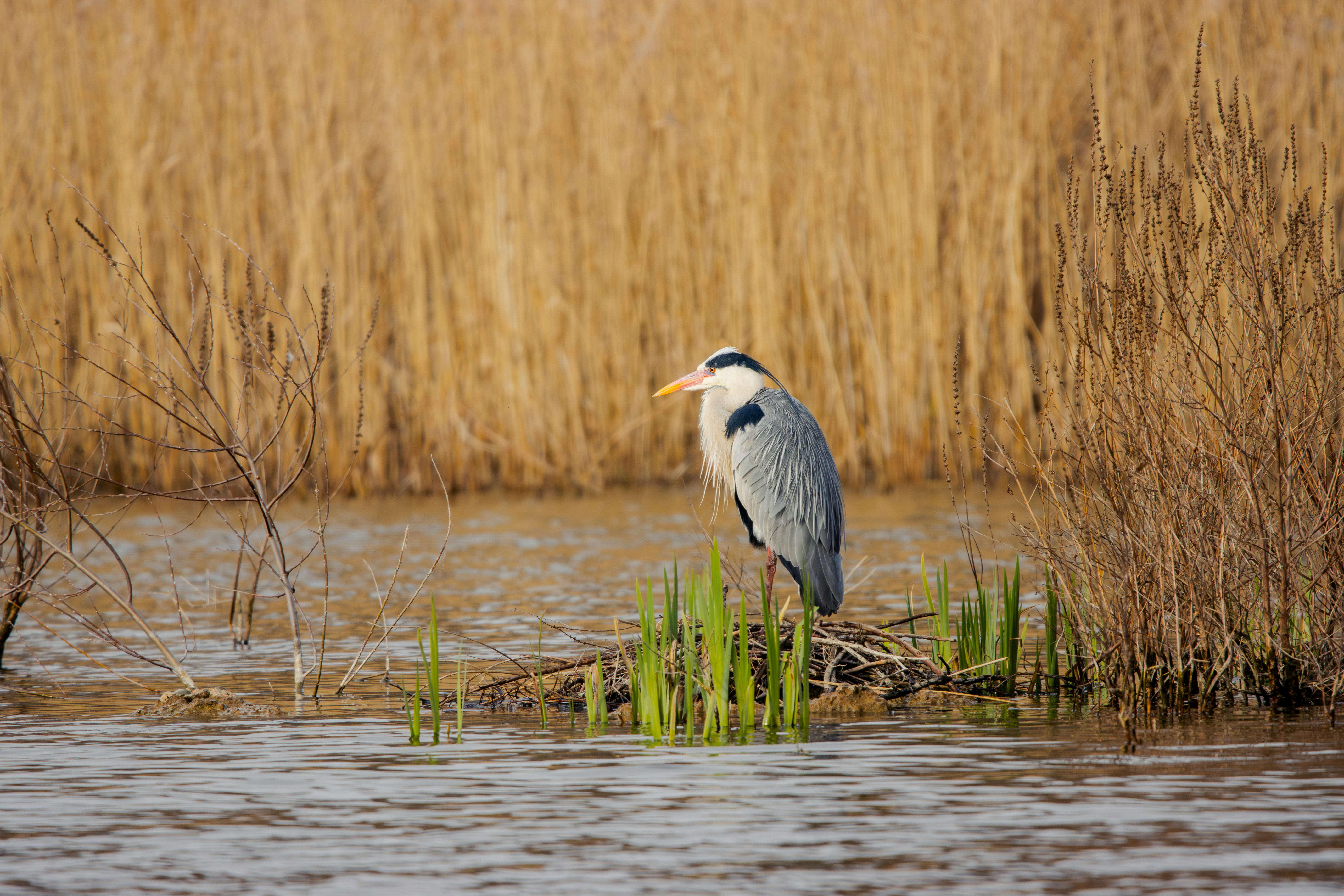 Heron in Tranquil Waters: A Moment of Reflection